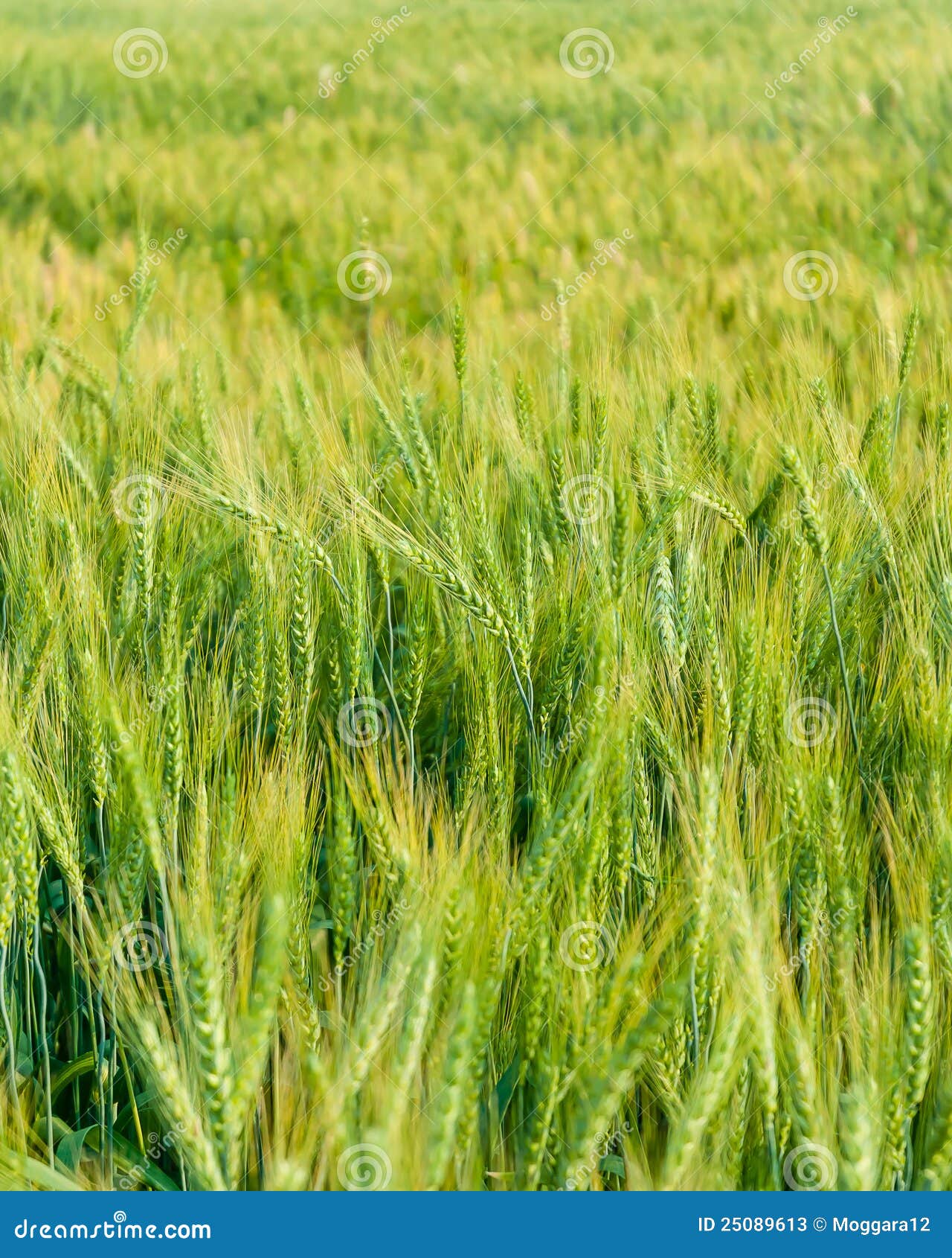 Green Barley in Farm with Nature Light Stock Image - Image of beautiful ...
