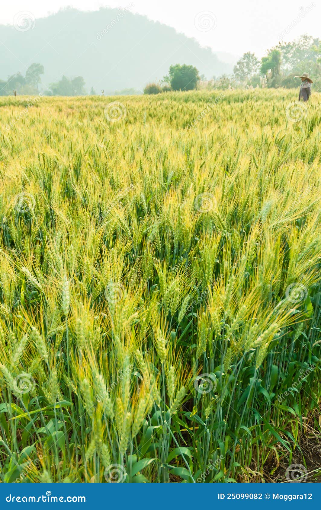Green Barley in Farm with Nature Light Stock Photo - Image of beauty ...