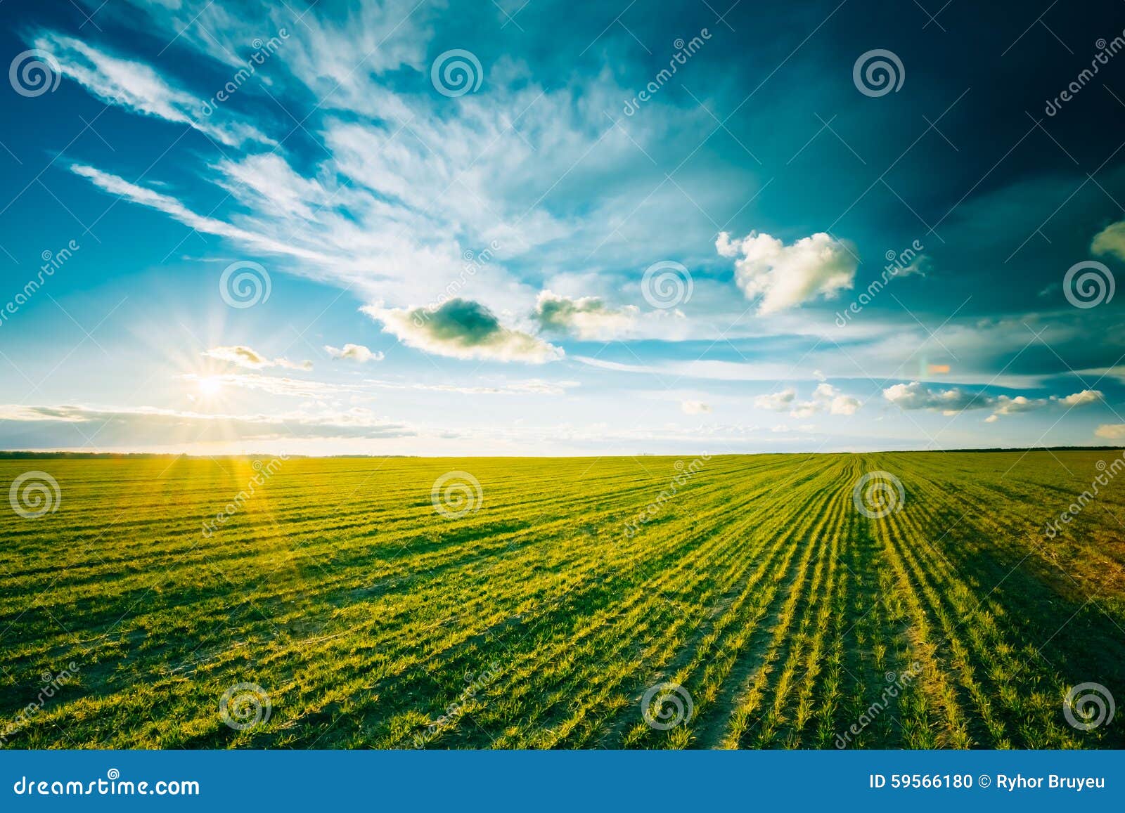 Green Barley Field, Early Spring. Agricultural Stock Photo - Image of ...