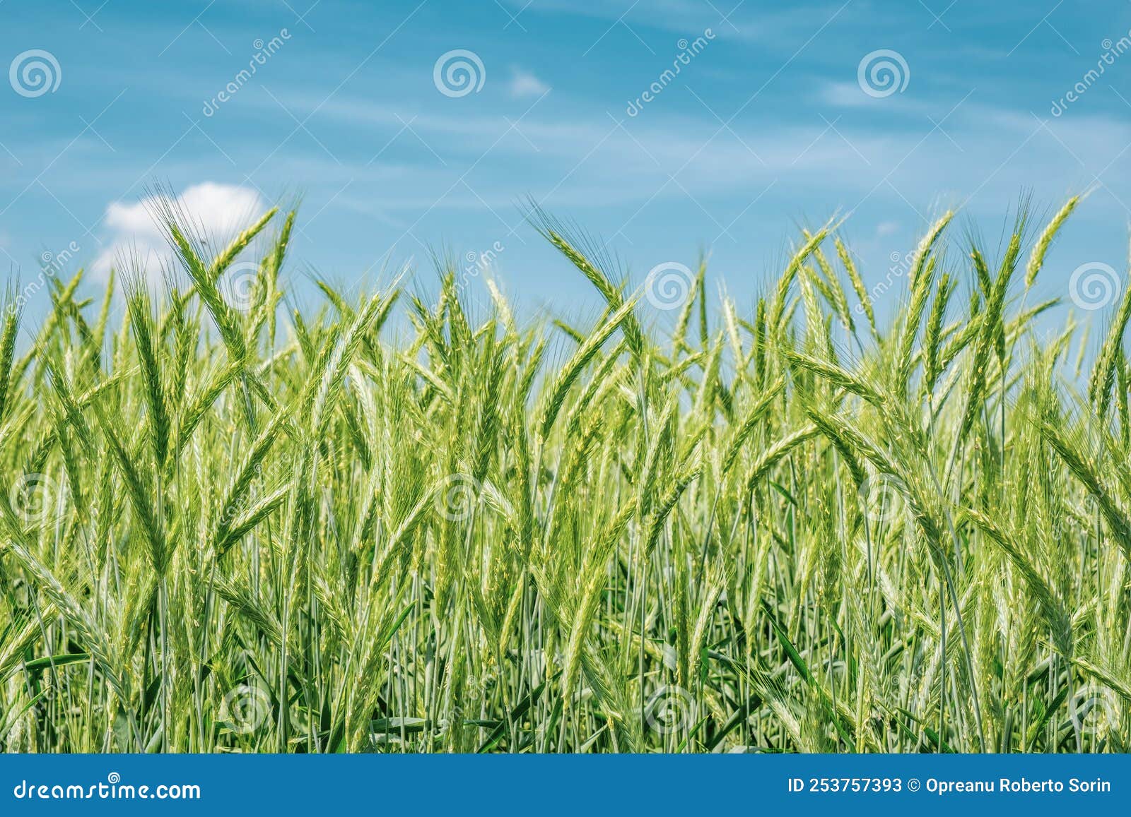 Green Barley Field in Early Summer Stock Image - Image of field, flour ...