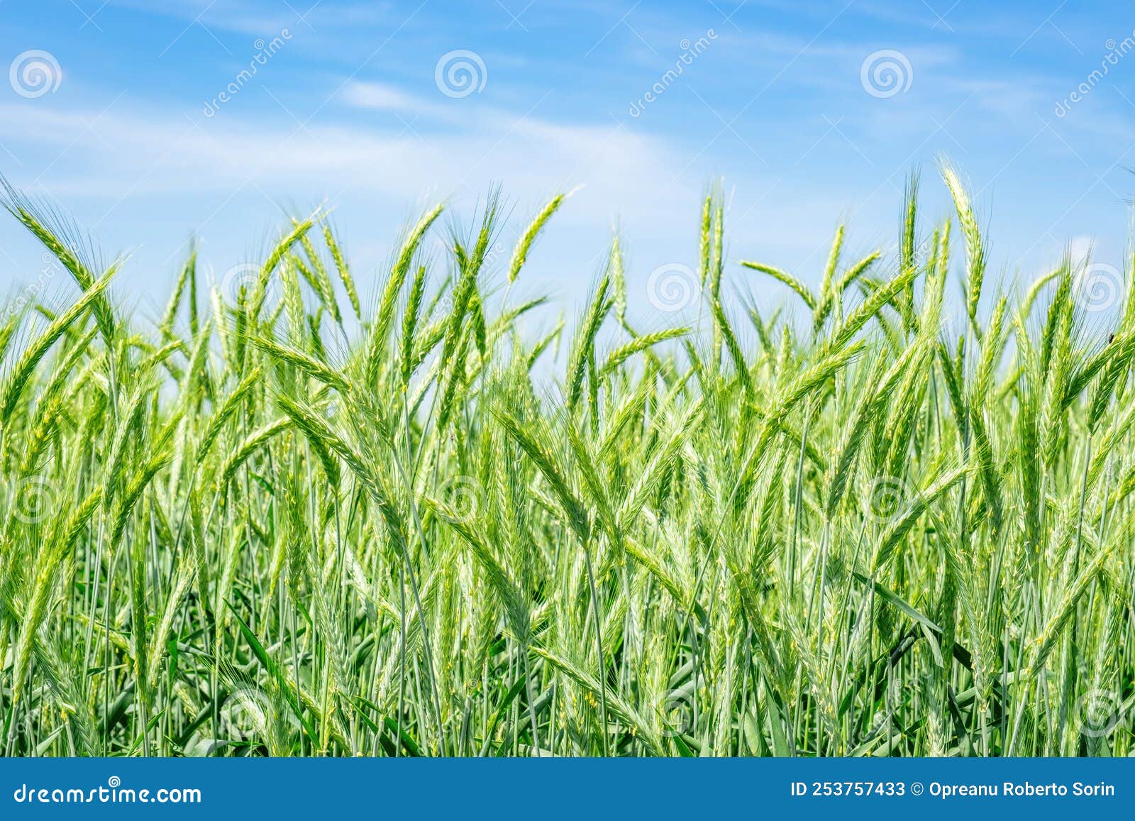 Green Barley Field in Early Summer Stock Image - Image of grass, land ...