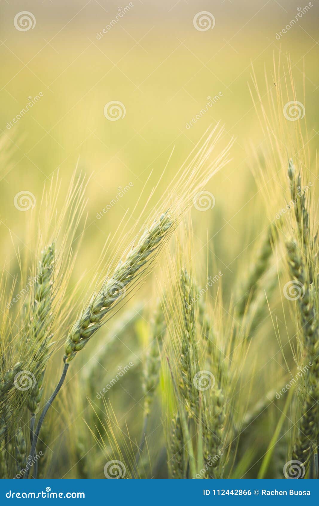 Green Barley Field Nature Background Stock Photo - Image of wheat ...
