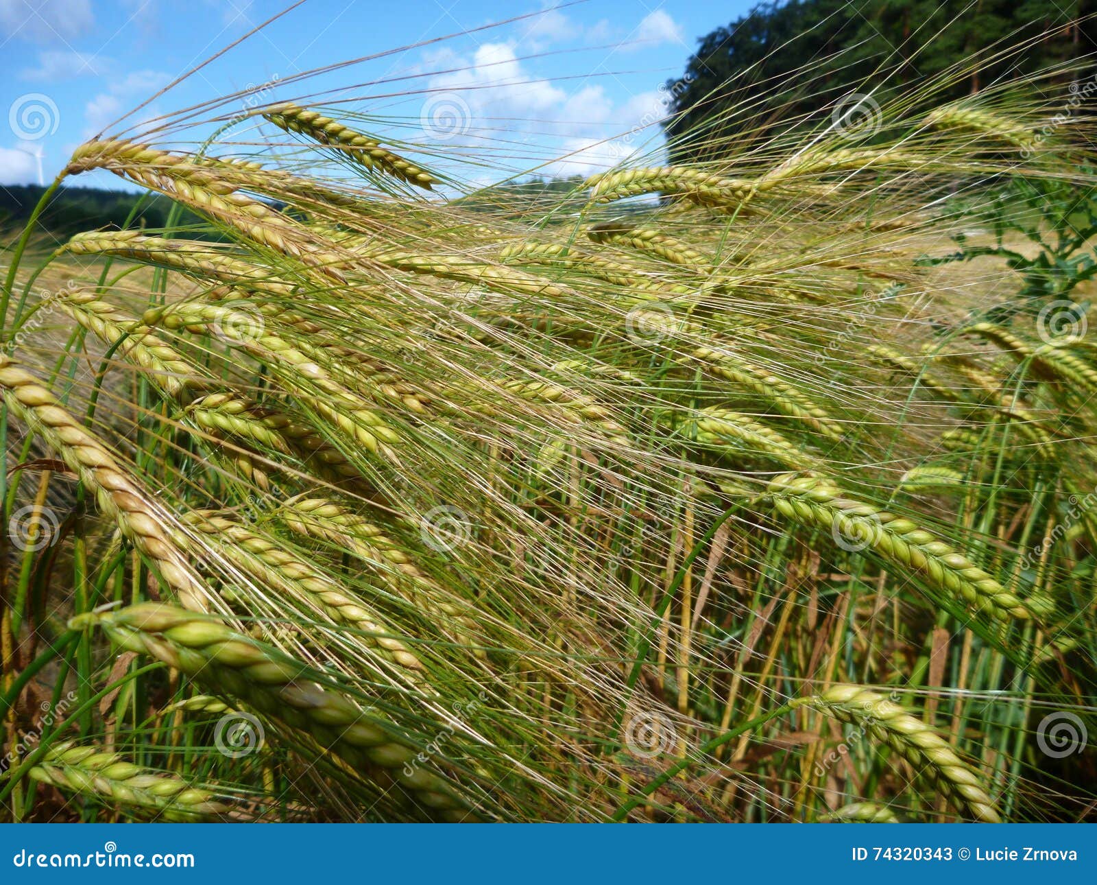 Green Barley Field Od an almost Ripe Crop Stock Image - Image of barley ...