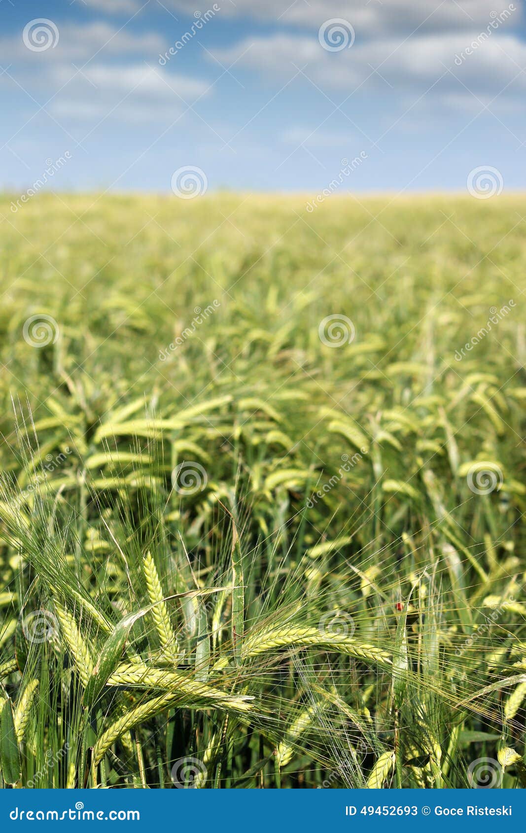 Green barley field stock image. Image of healthy, spring - 49452693