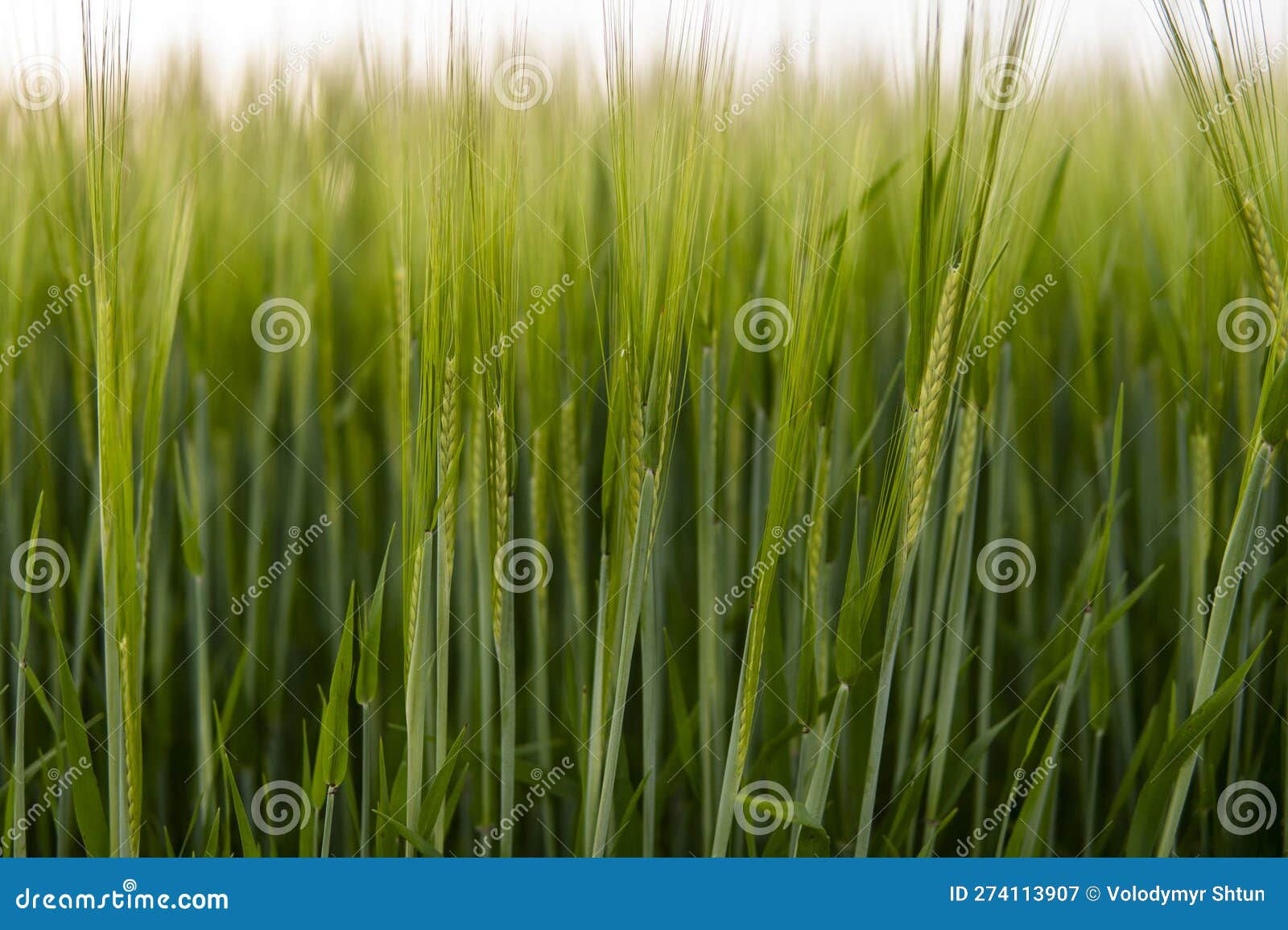 Green Barley Field in Spring. Sun Over Fields of Ripening Barley. Stock ...