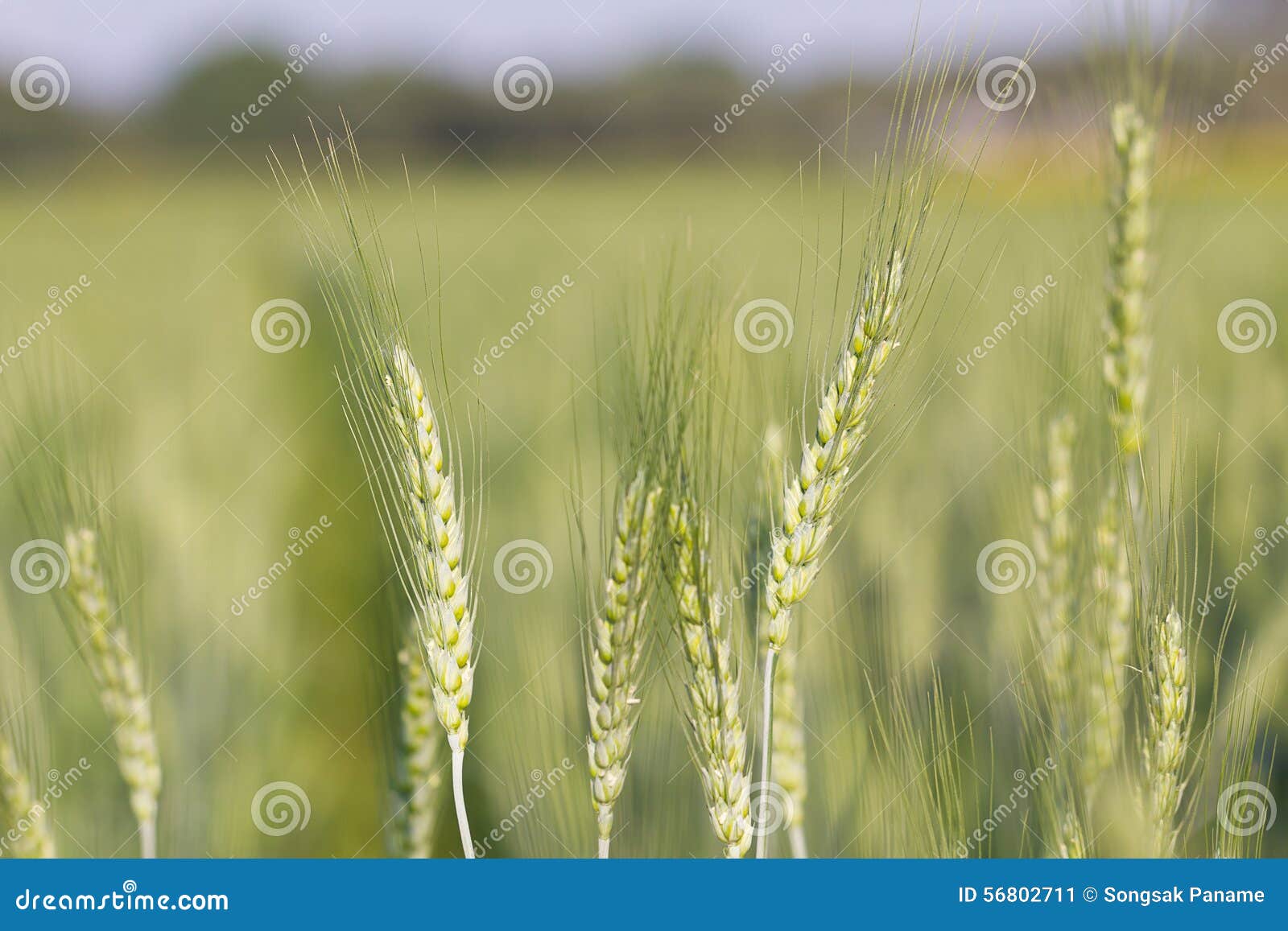 Green Barley Growing in a Field Stock Image - Image of land, grow: 56802711