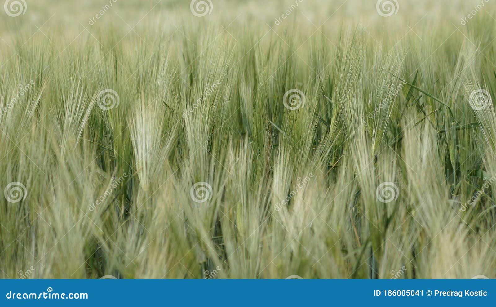 Green barley texture stock image. Image of barley, plant - 186005041
