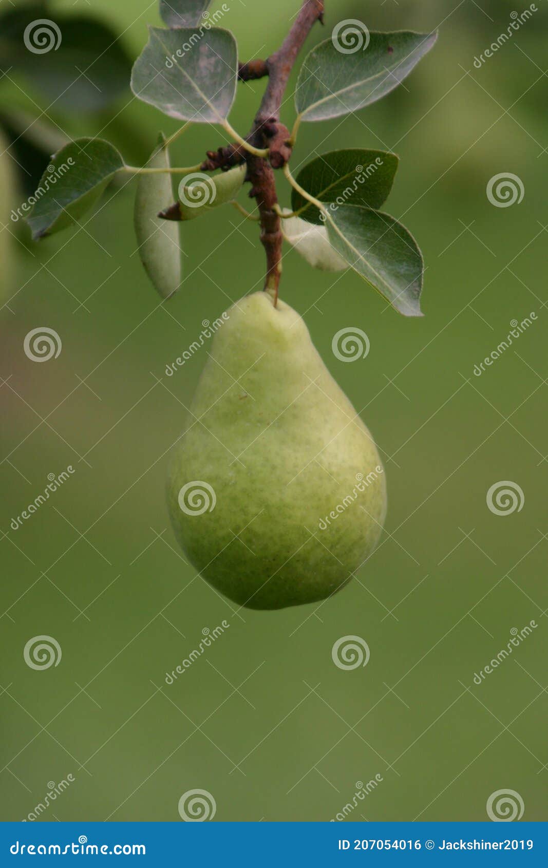Green Bartlett Par on the Tree Stock Photo - Image of fruit, hanging ...