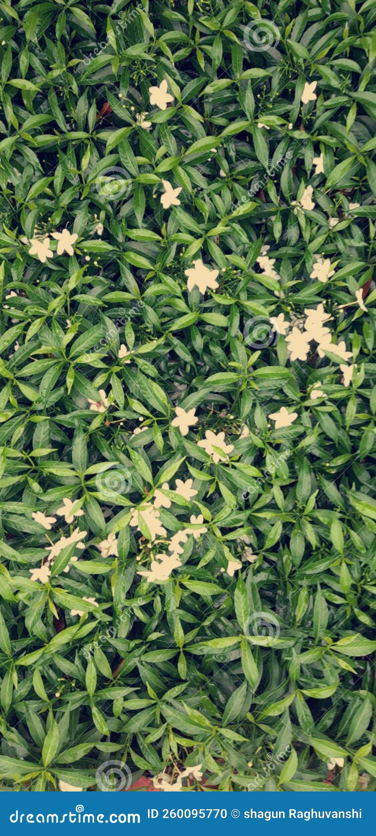 Green Base Leaves with Beautiful White Flowers Stock Photo - Image of ...