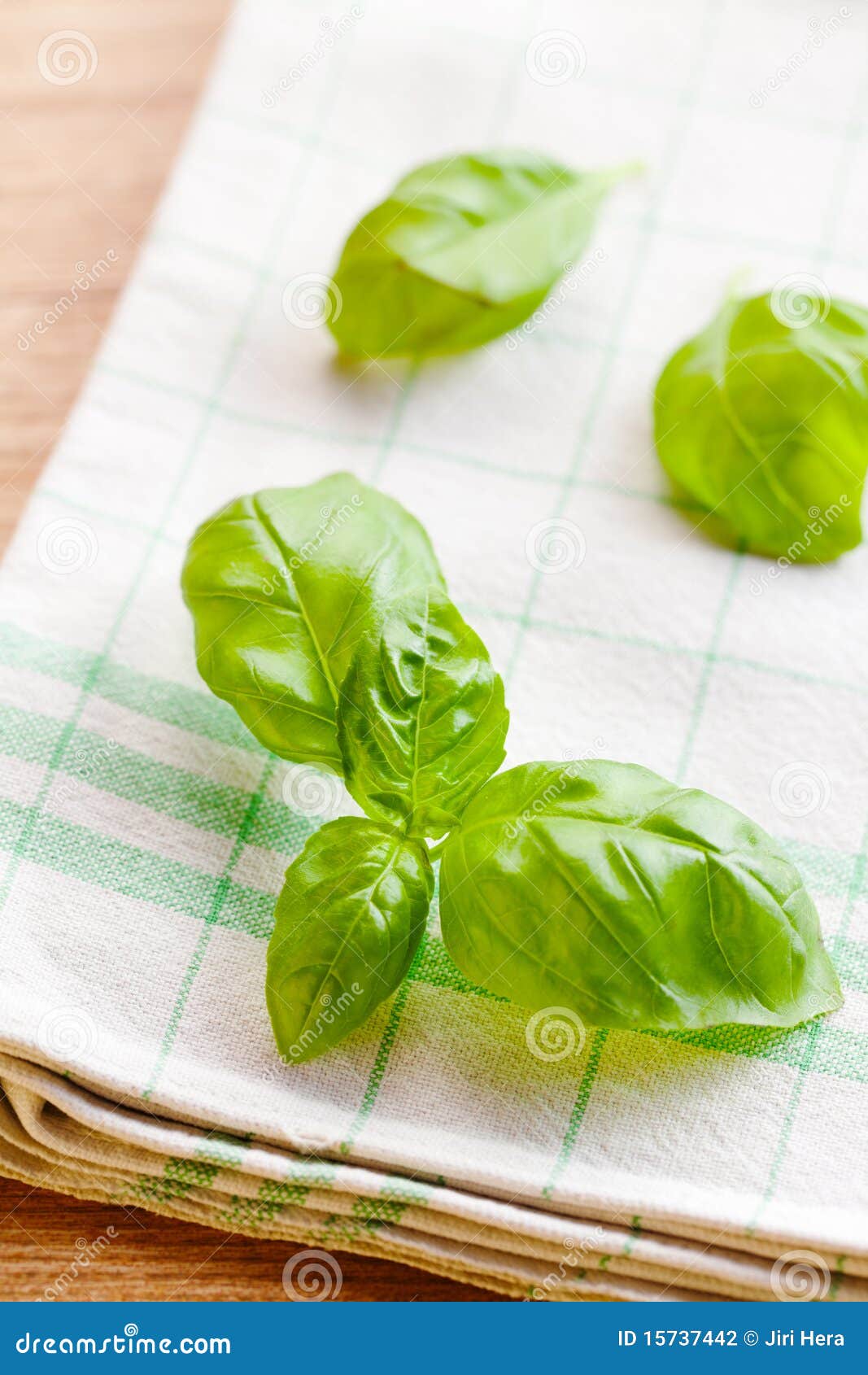 Green basil stock photo. Image of aroma, botanical, delicious - 15737442