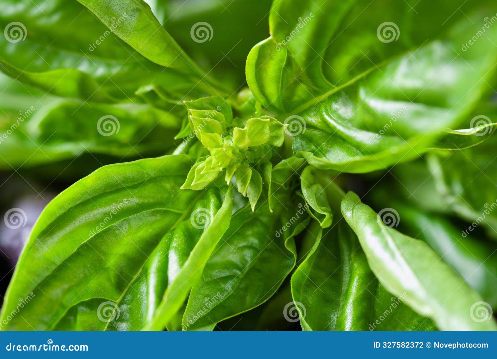Green Basil. Basil Close-up. Basil Texture. Natural Plant Background ...