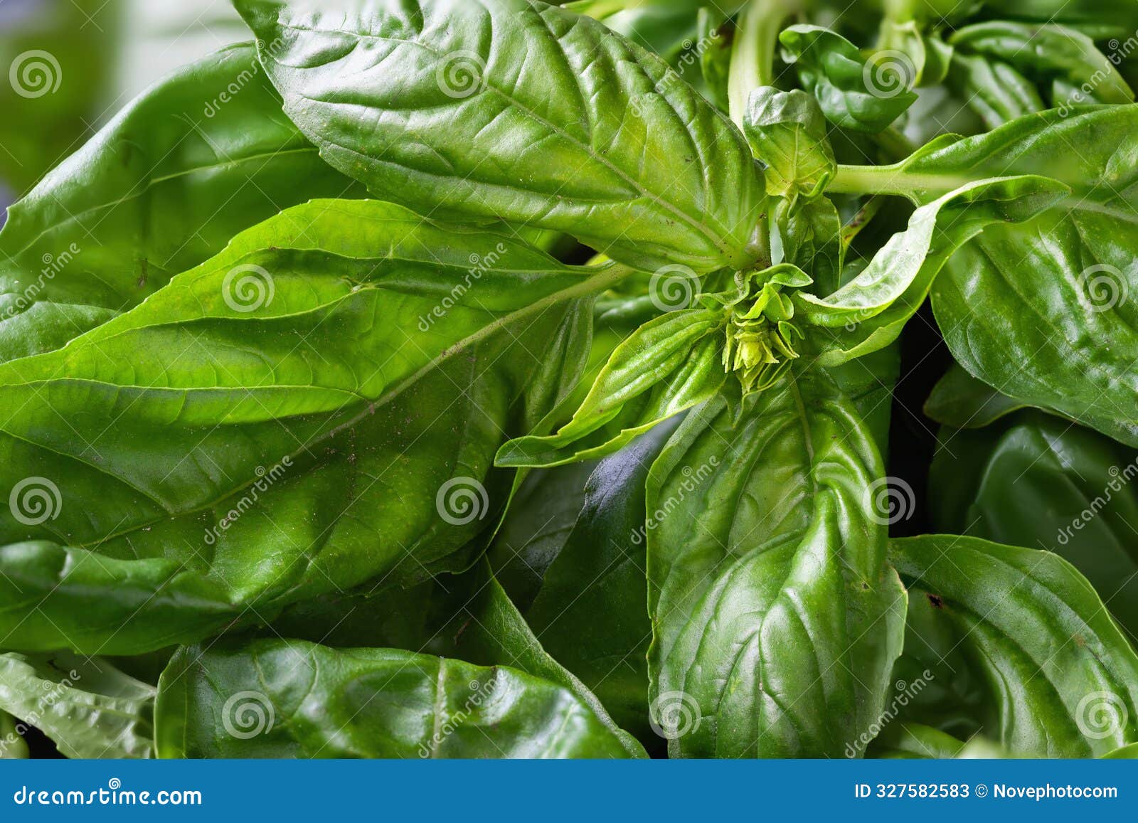 Green Basil. Basil Close-up. Basil Texture. Natural Vegetation ...