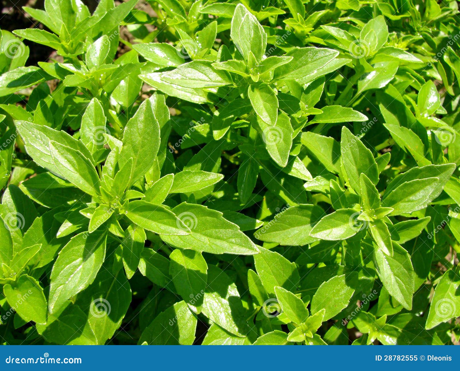 Green Basil with Clove Scent Stock Image - Image of smell, farming ...