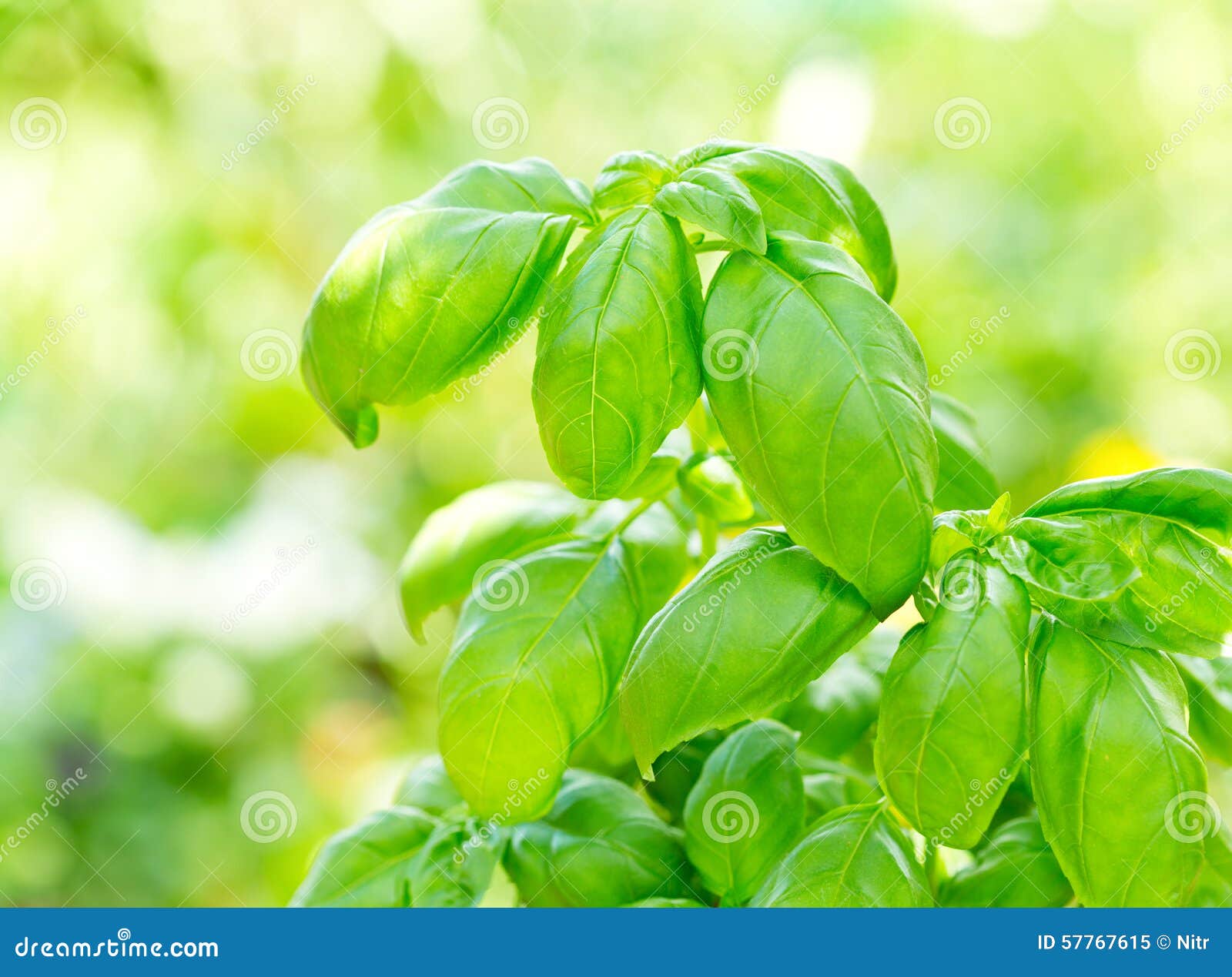 Green basil stock image. Image of salad, background, basil - 57767615