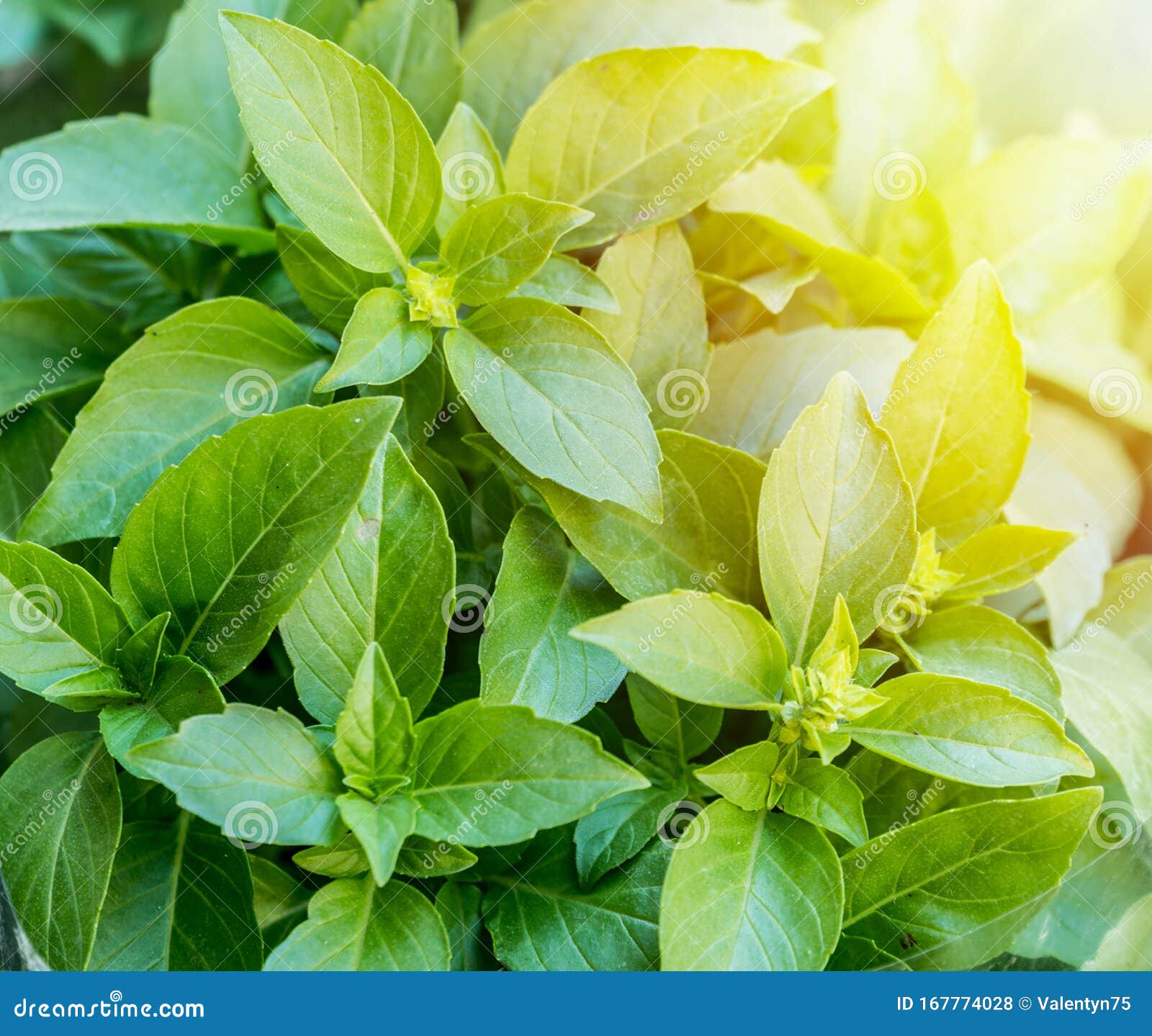 Green Basil Herbs. Large Bunch of Basil Close-up Stock Photo - Image of ...