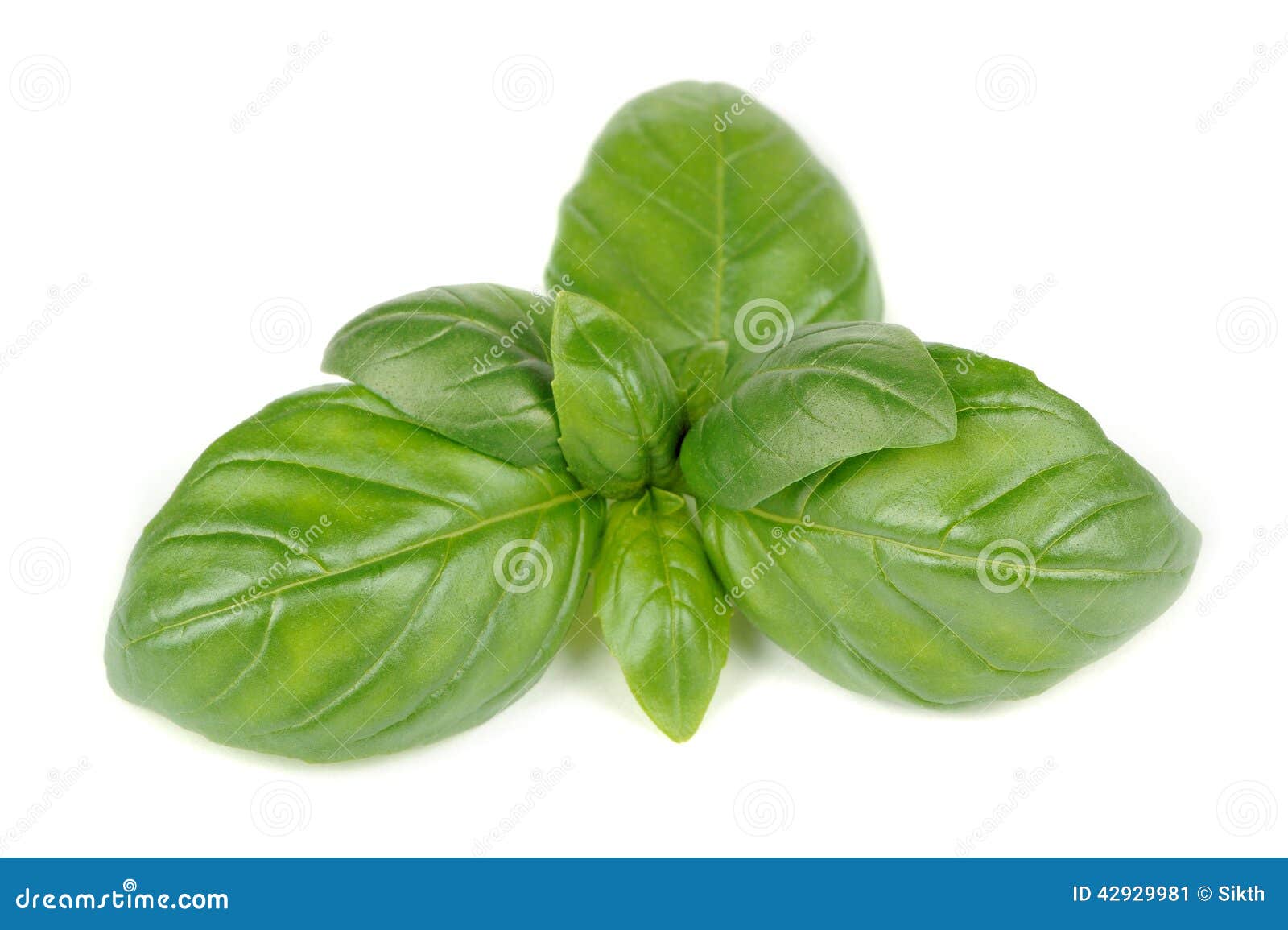 Green Basil Isolated on White Background Stock Image - Image of ...