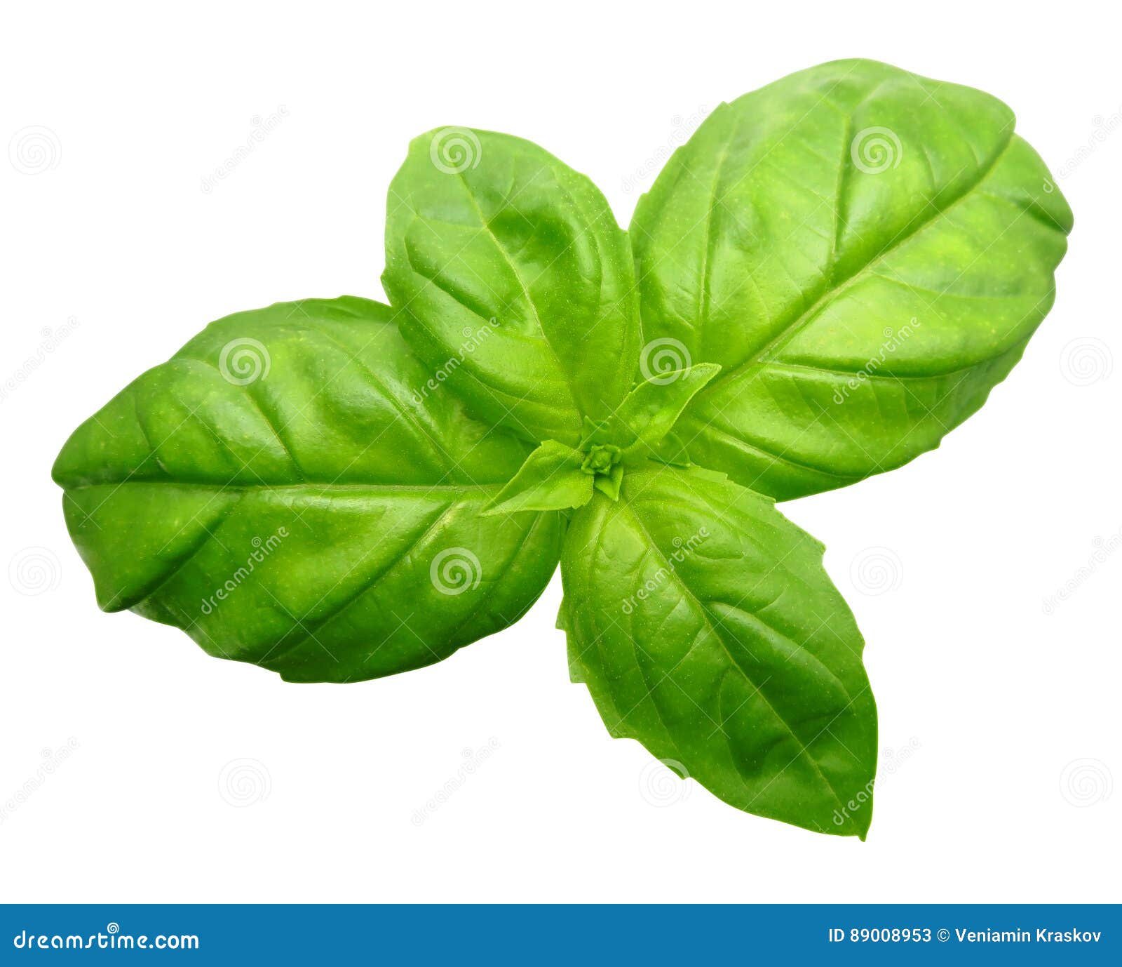 Green Basil isolated stock image. Image of plant, basil - 89008953