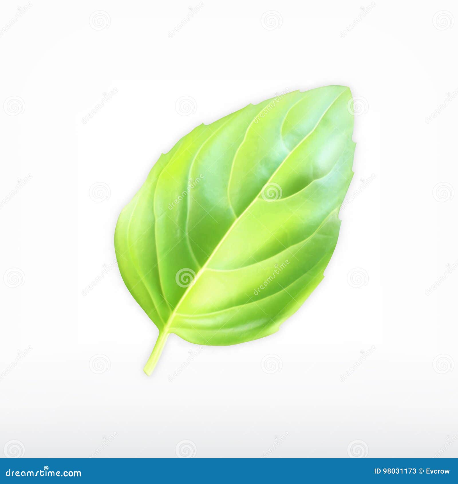 Basil Leaf. Cartoon Vector | CartoonDealer.com #15539751