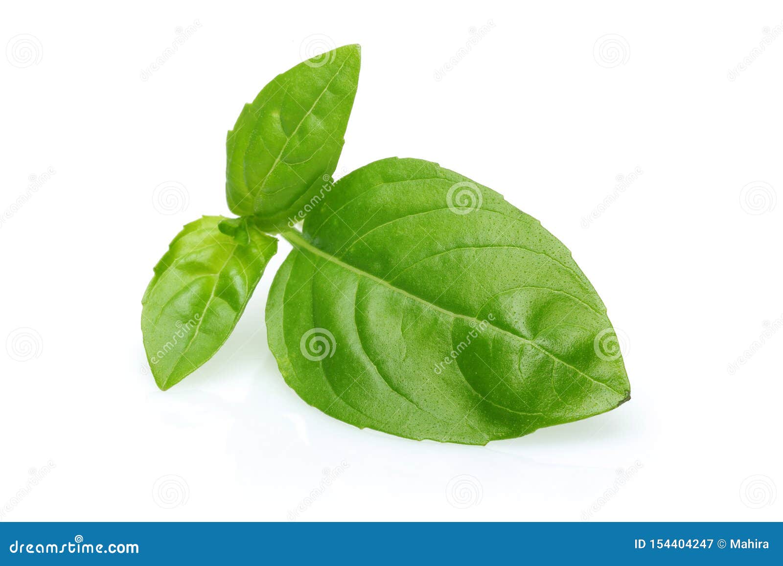 Green Basil Leaves Isolated on White Stock Image - Image of basil ...