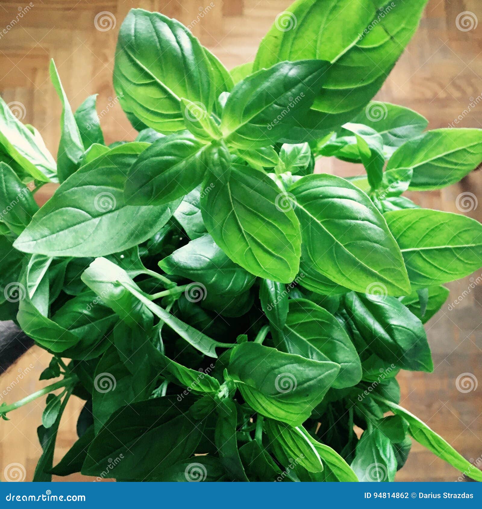 Green Basil Plant, Ocimum Basilicum Stock Photo - Image of tall, smell ...
