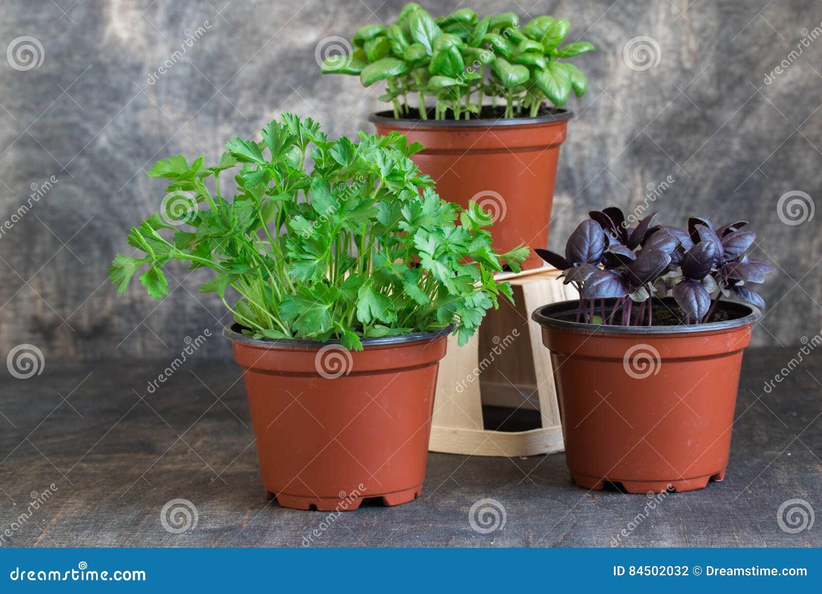 Green Basil,red Basil,parsley. Stock Photo - Image of spring, pesto ...