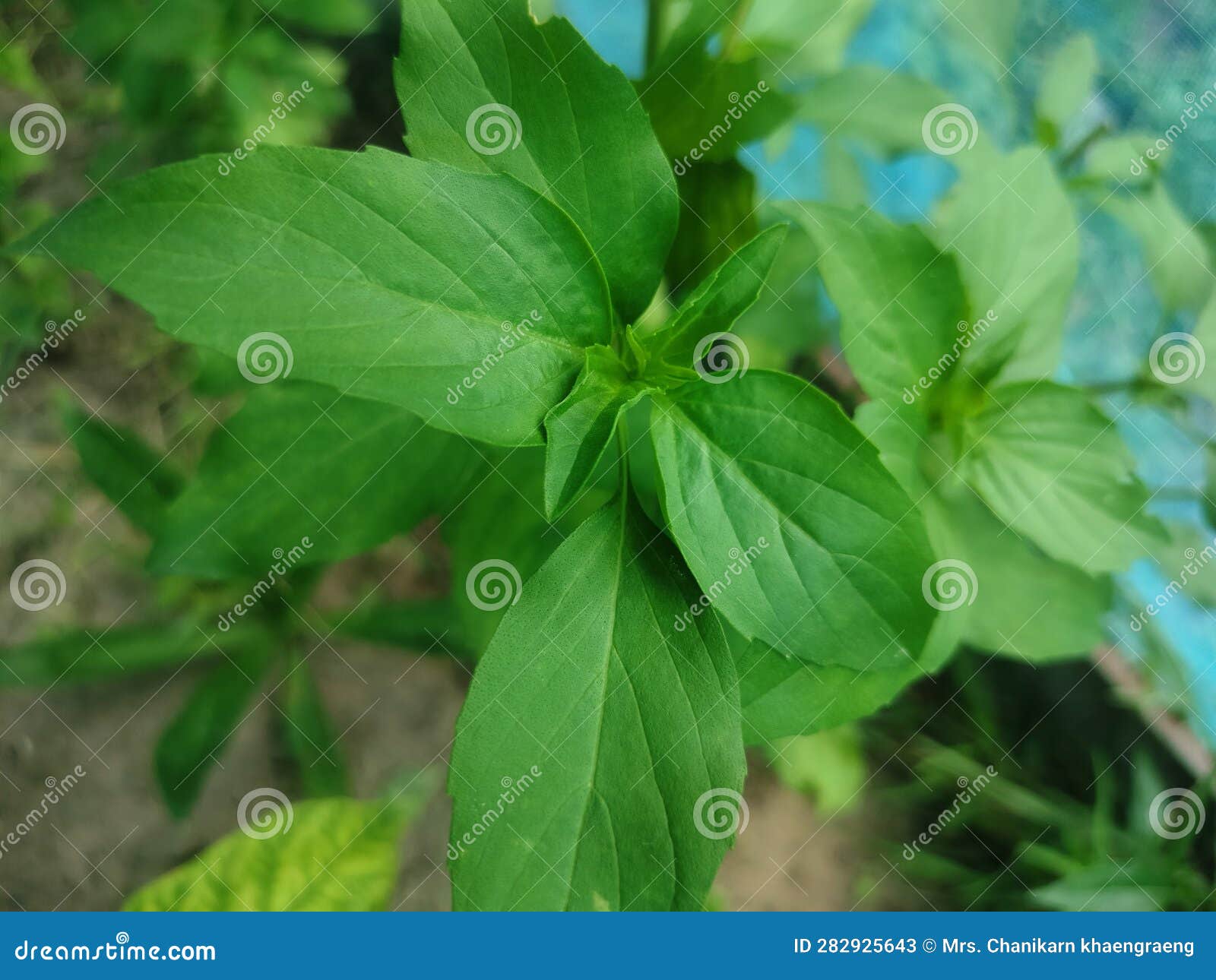 Green Basil Shoots in the Garden Above Ground. Stock Image - Image of ...