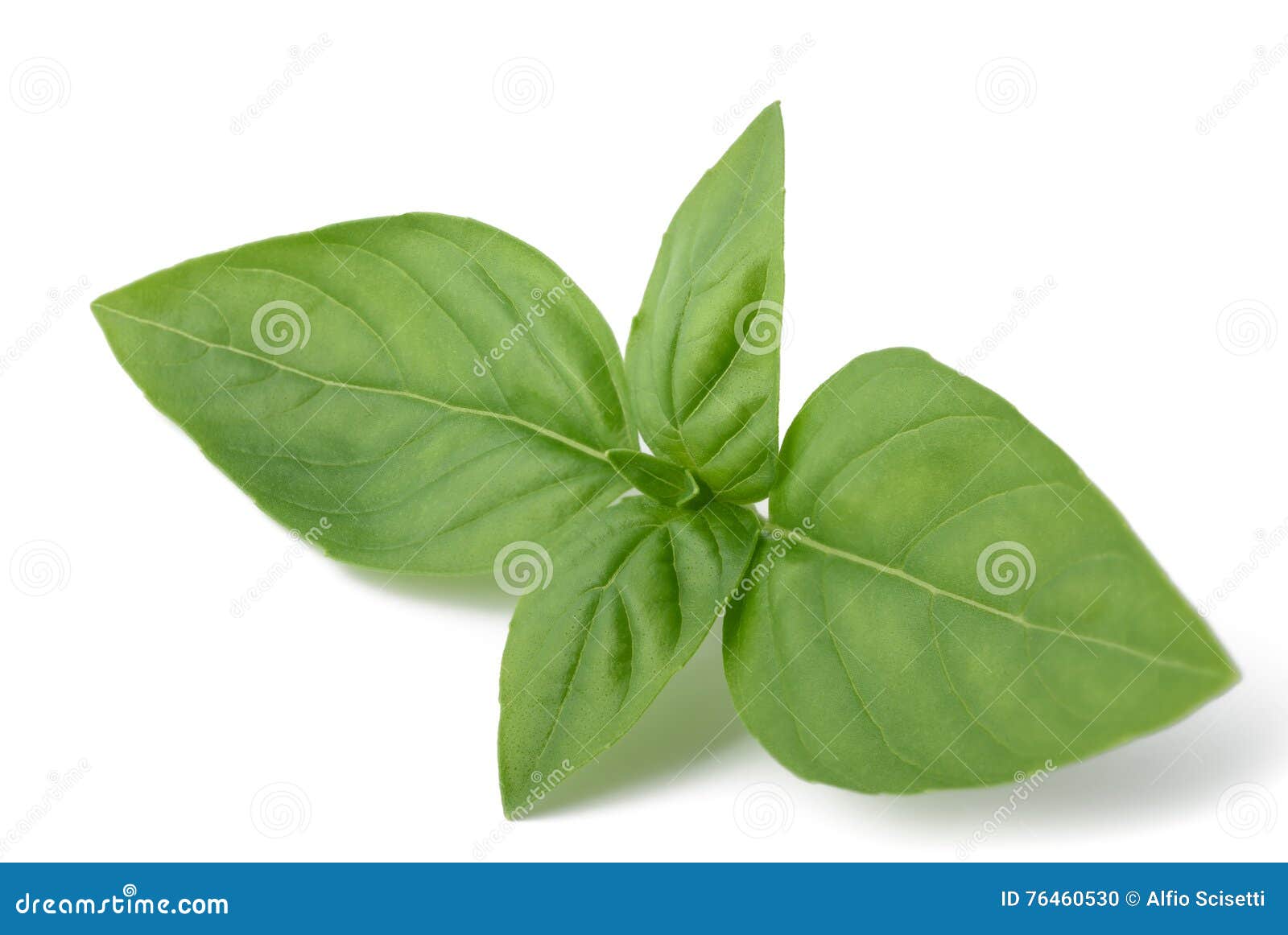 Green Basil sprig stock photo. Image of ocimum, leaves - 76460530