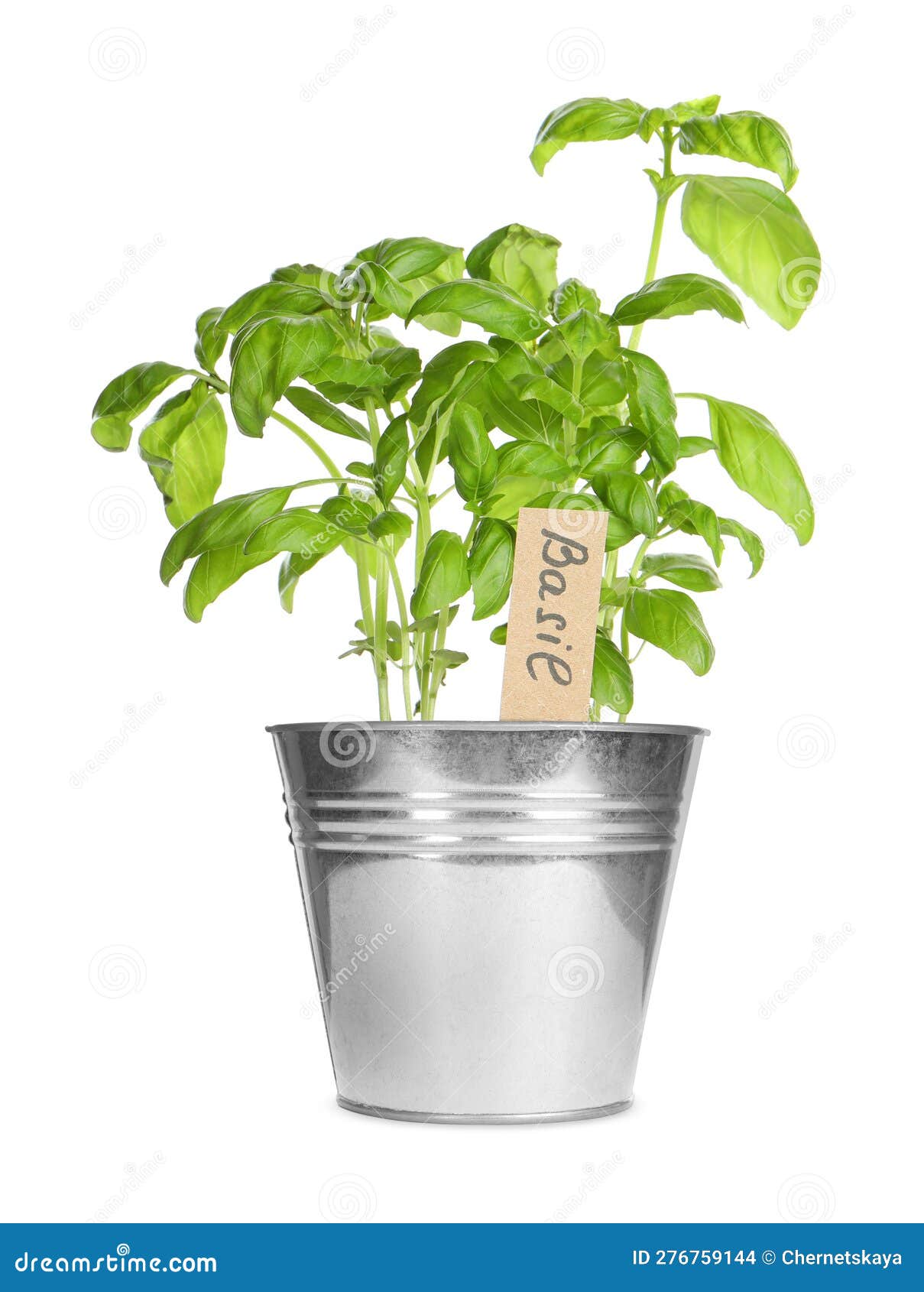 Green Basil with Tag in Pot Isolated on White Stock Photo - Image of ...