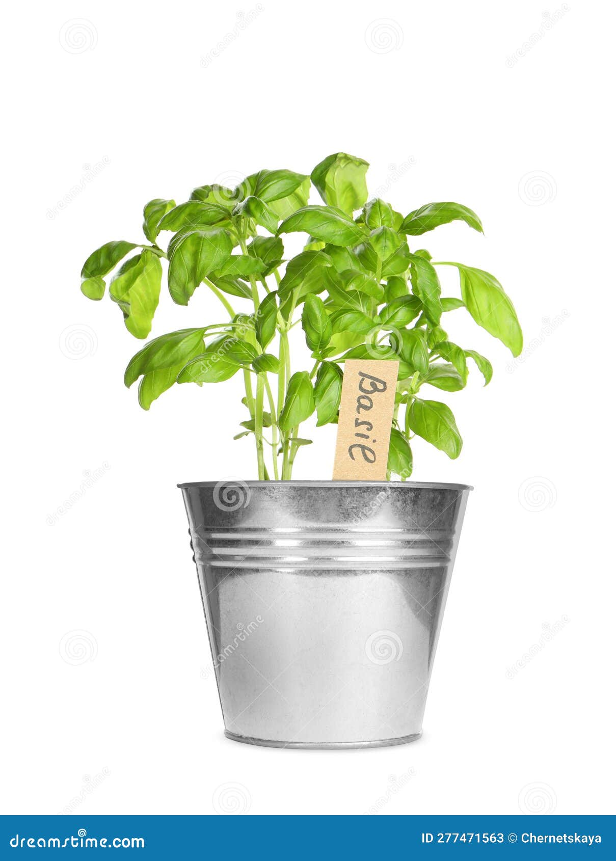 Green Basil with Tag in Pot Isolated on White Stock Image - Image of ...
