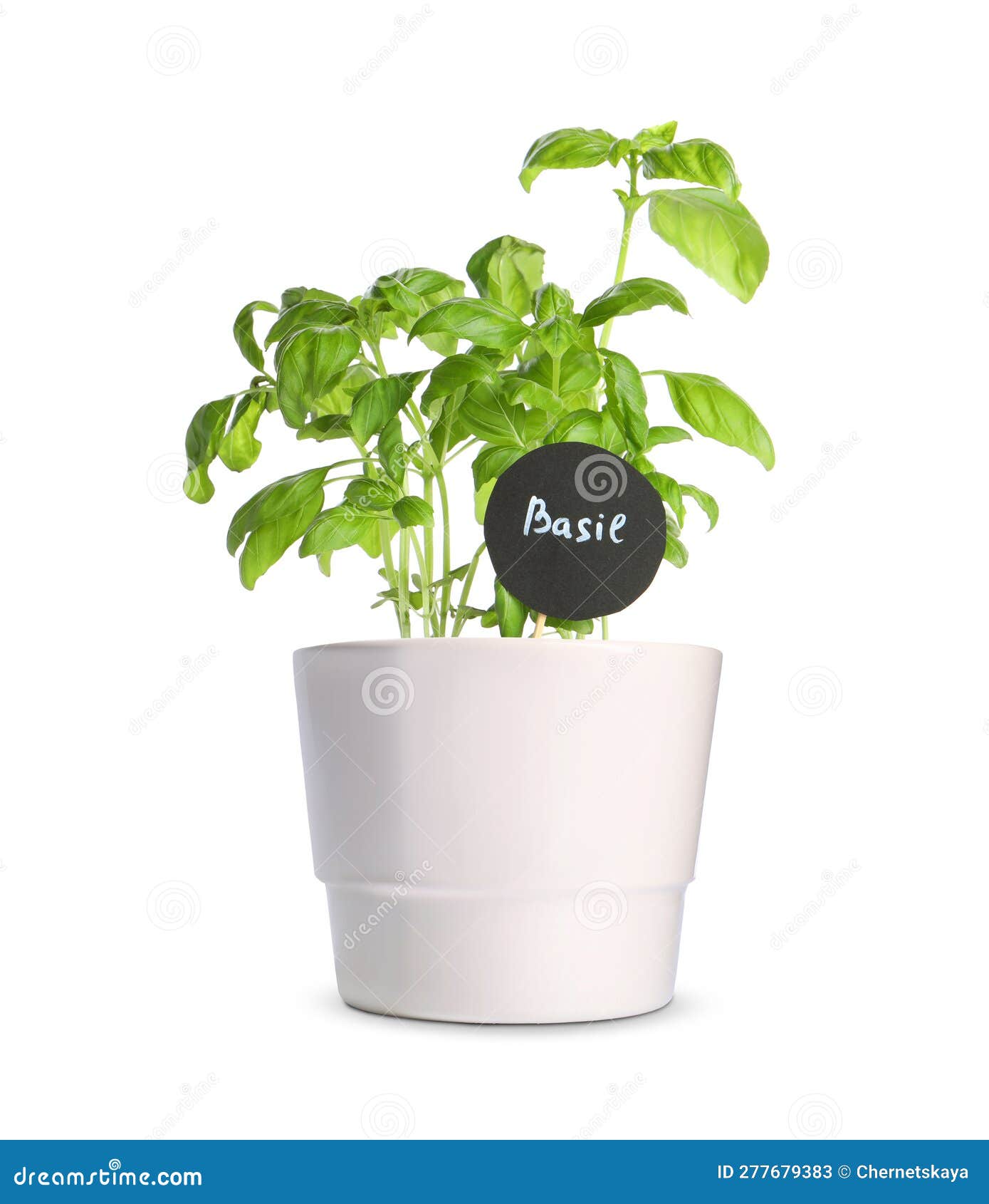 Green Basil with Tag in Pot Isolated on White Stock Image - Image of ...