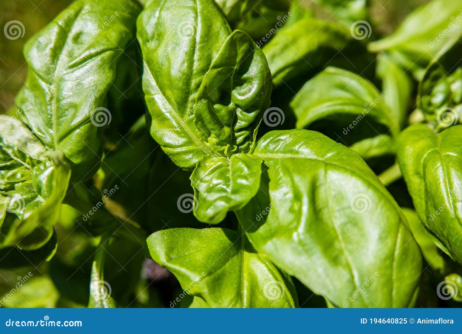 Green Basil Texture Herbs Fresh Stock Image - Image of ingredient ...