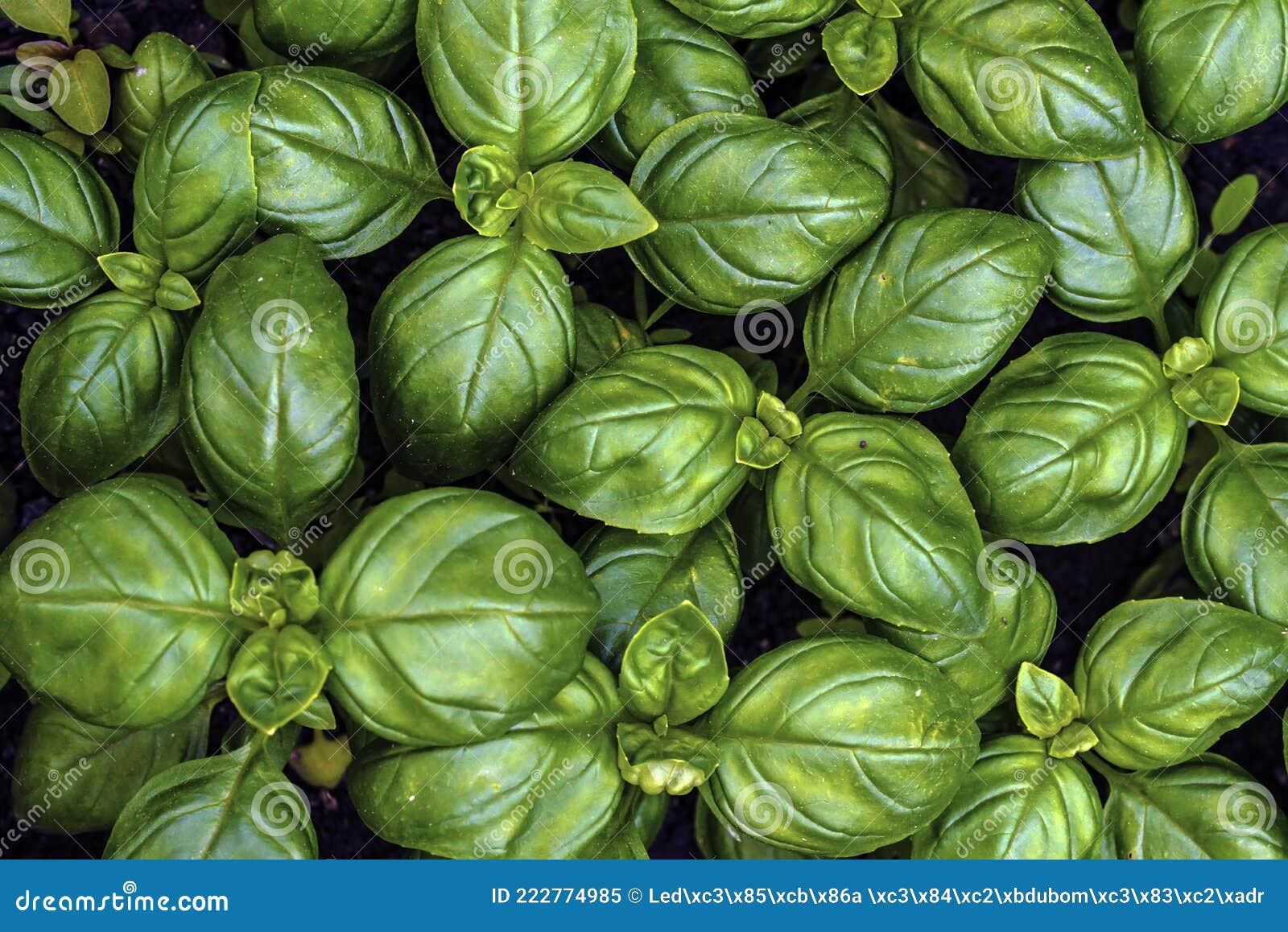 Green basil texture stock image. Image of gourd, dish - 222774985