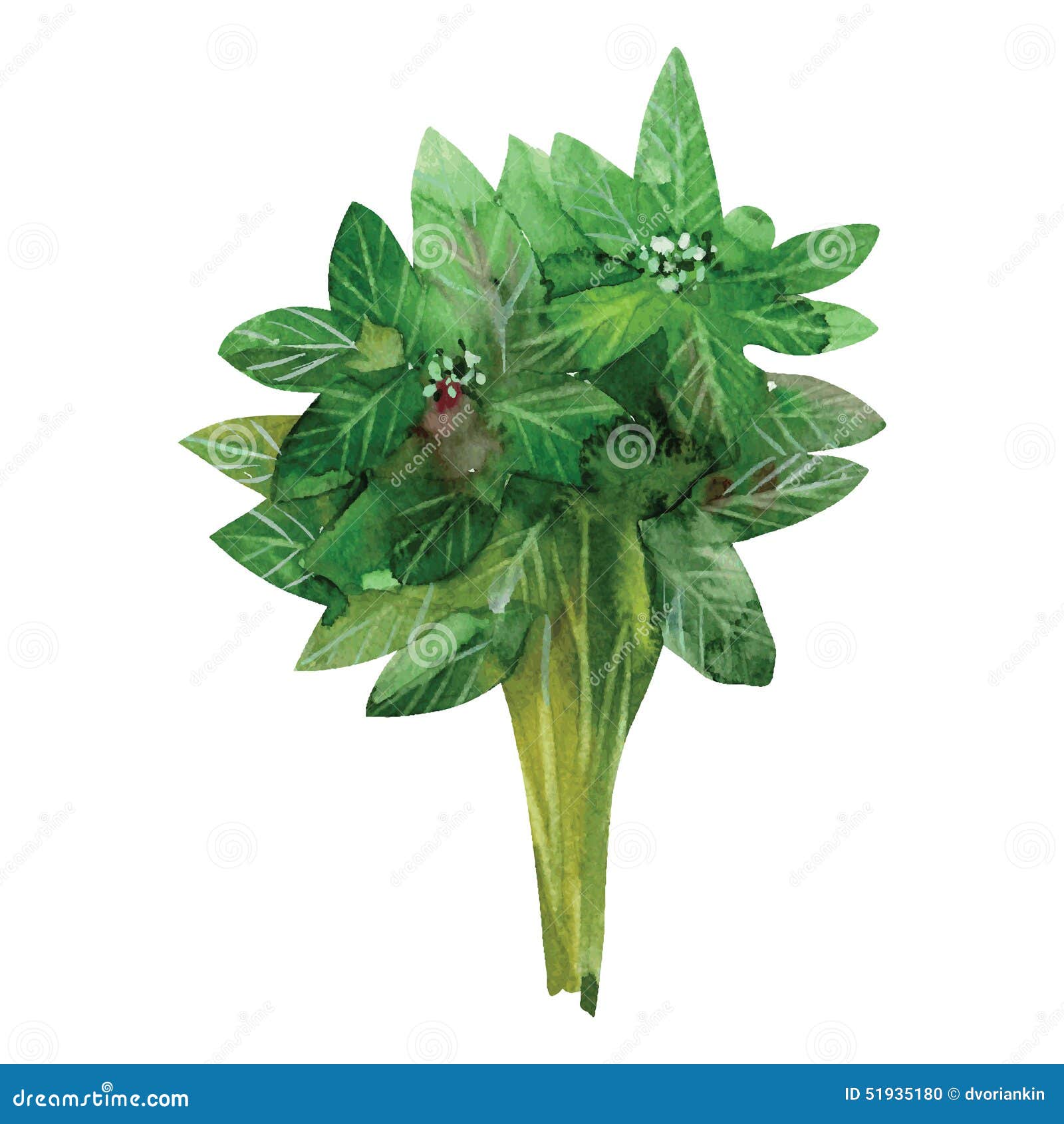 Green basil stock vector. Illustration of leaf, aromatic - 51935180