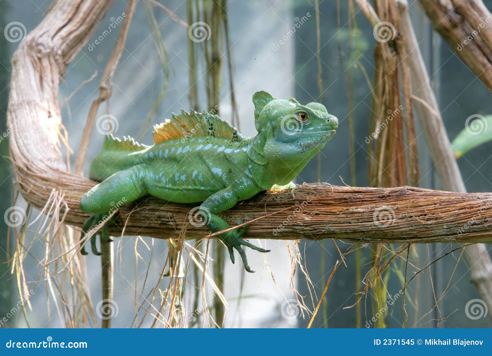 Green Basilisk 1 stock image. Image of basilisk, nice - 2371545