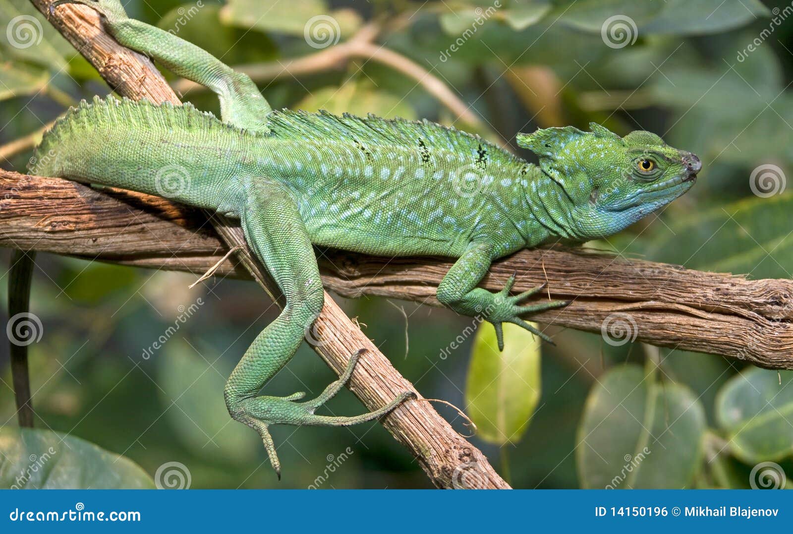Green basilisk 10 stock photo. Image of view, scaly, lizard - 14150196