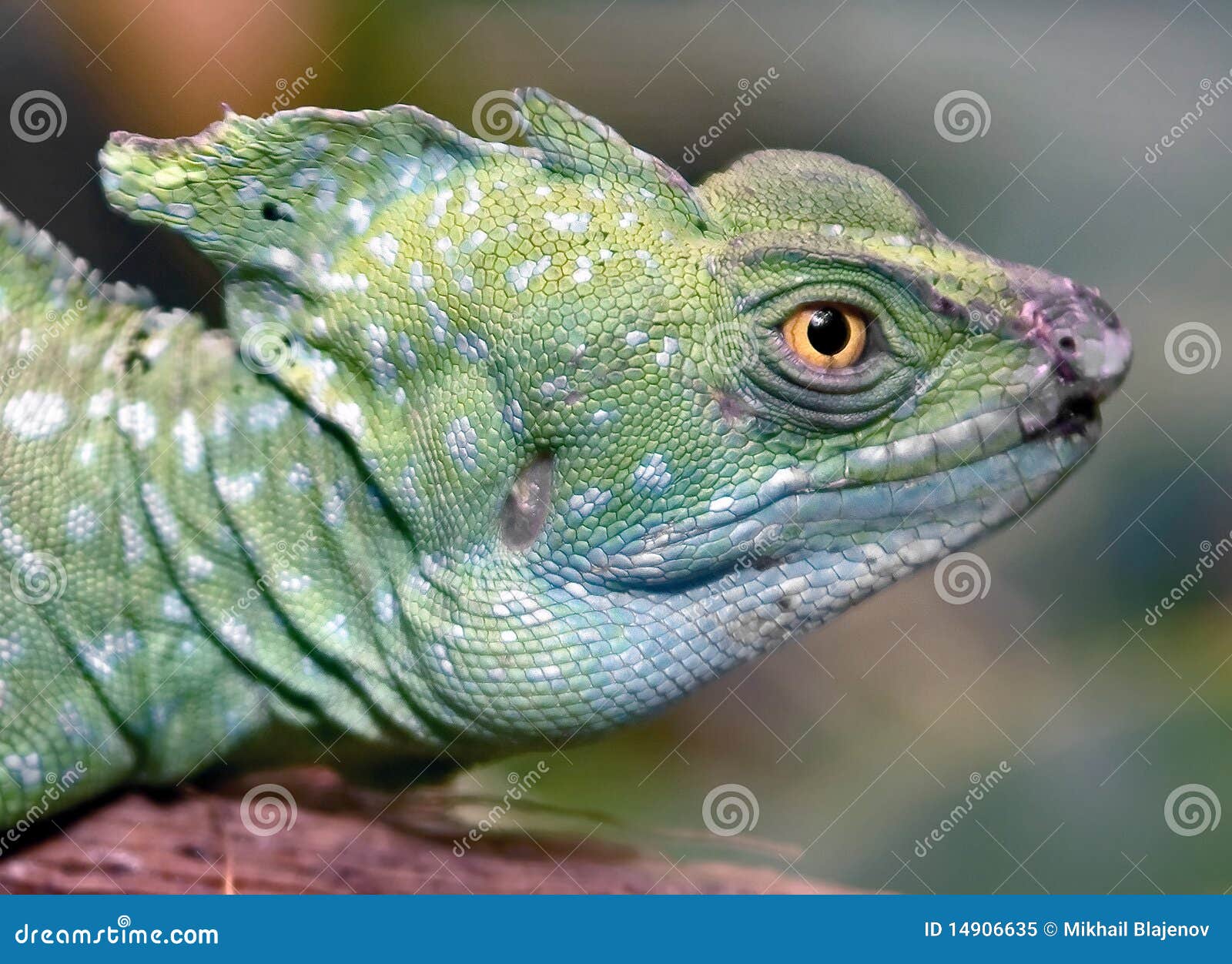 Green basilisk 11 stock image. Image of claw, reptile - 14906635