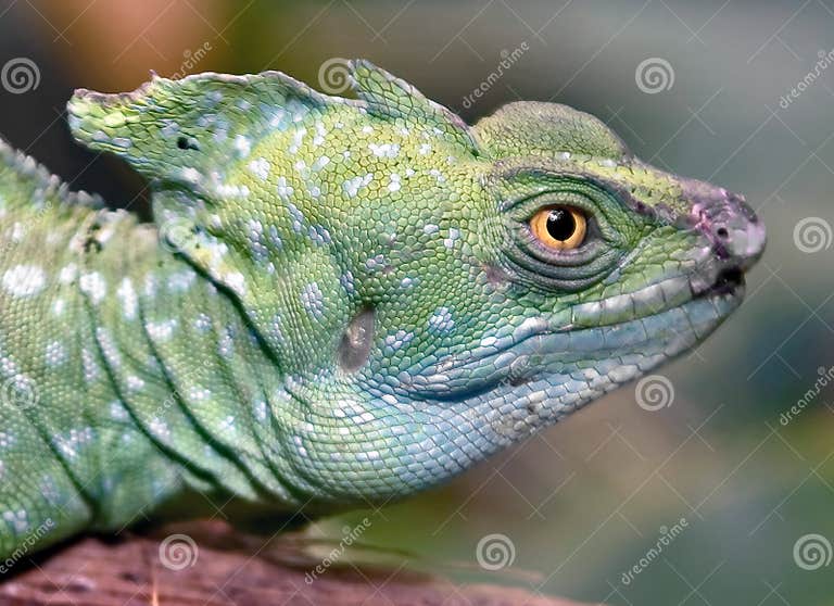 Green basilisk 11 stock image. Image of claw, reptile - 14906635