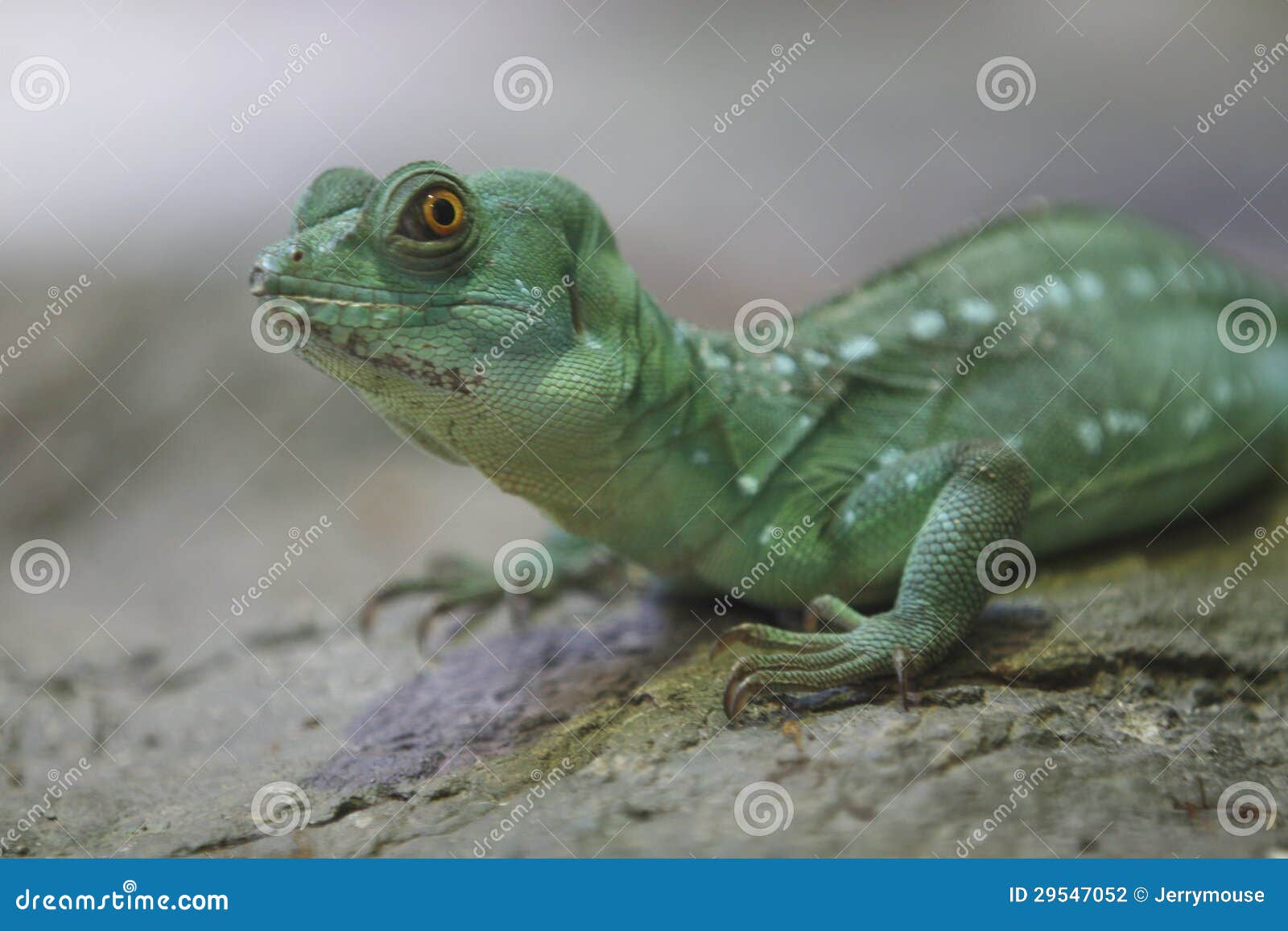 Green Basilisk stock photo. Image of latin, basilisk - 29547052