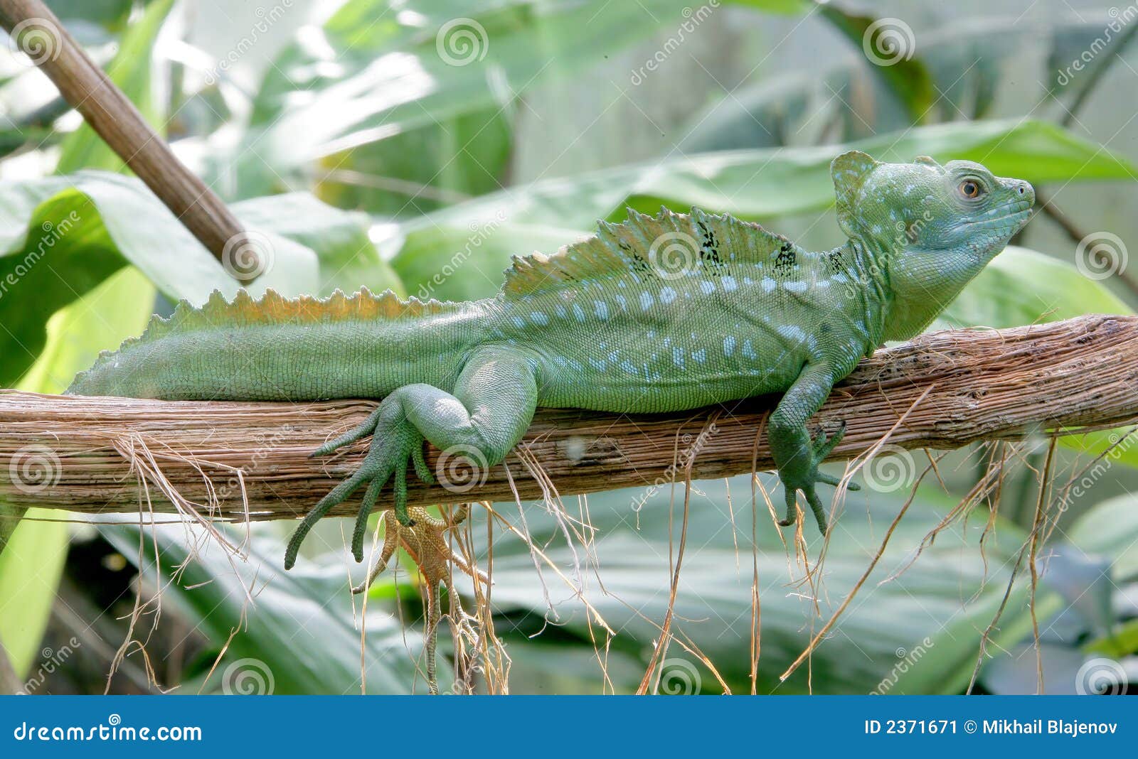 Green Basilisk 3 stock image. Image of exotic, long, lizard - 2371671
