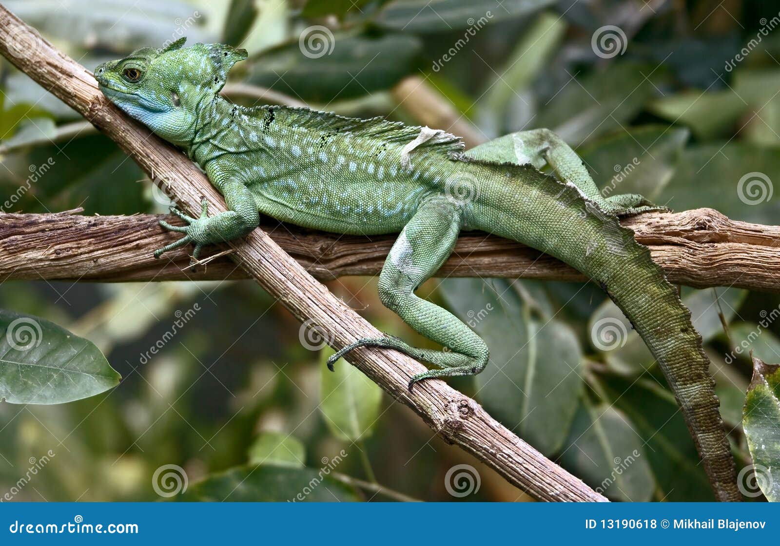 Green basilisk 9 stock photo. Image of claw, tail, strange - 13190618