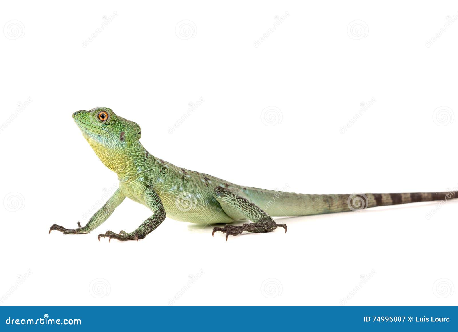 Green basilisk stock image. Image of biology, exotic - 74996807