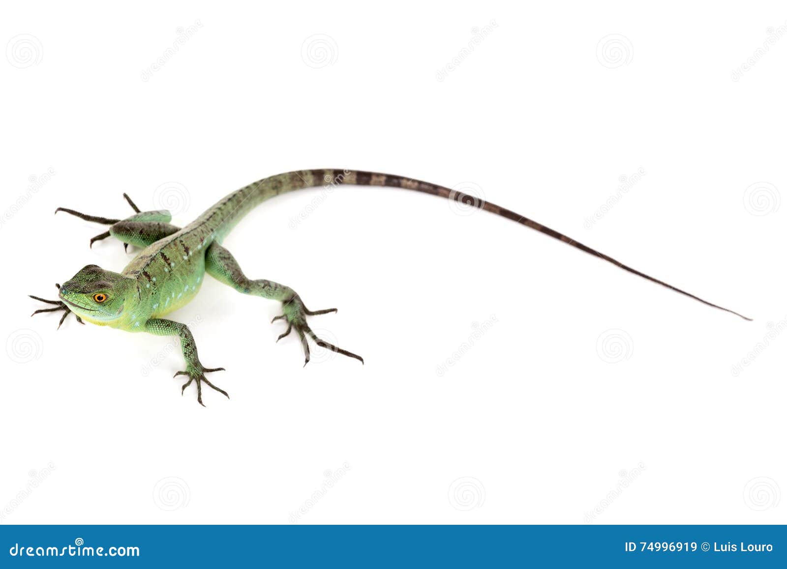 Green basilisk stock image. Image of animal, basilisk - 74996919