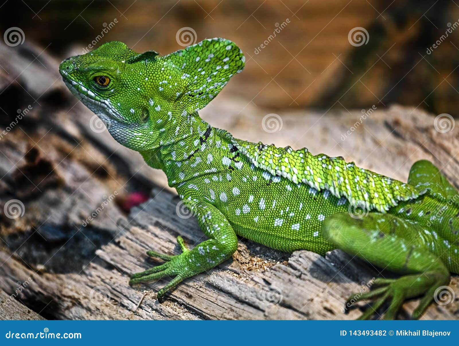 Green basilisk 13 stock photo. Image of stare, wild - 143493482