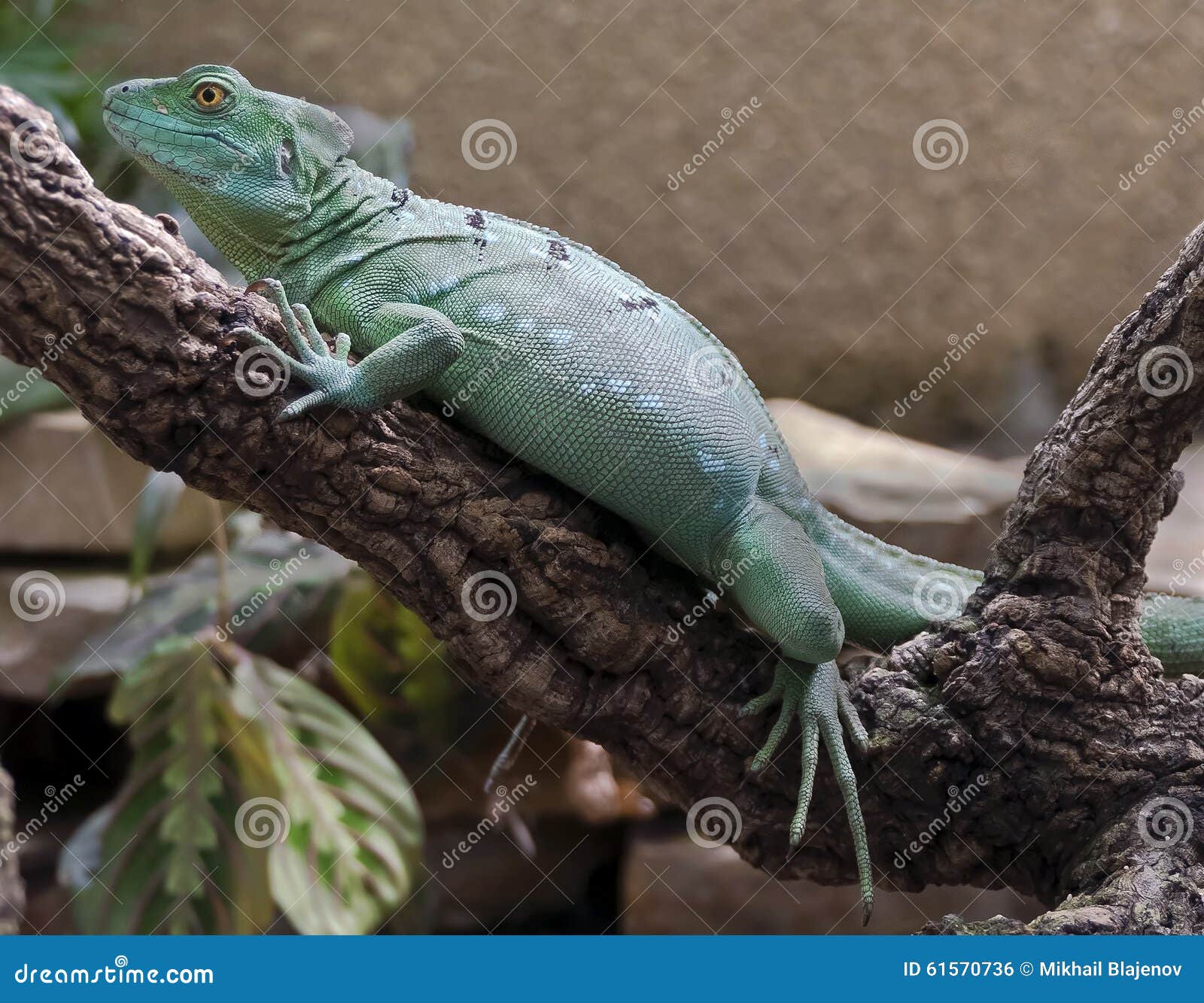 Green basilisk 6 stock photo. Image of animal, strange - 61570736
