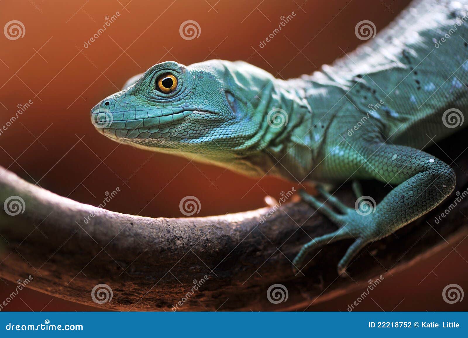Green Basilisk Lizard Stock Photography | CartoonDealer.com #22218830