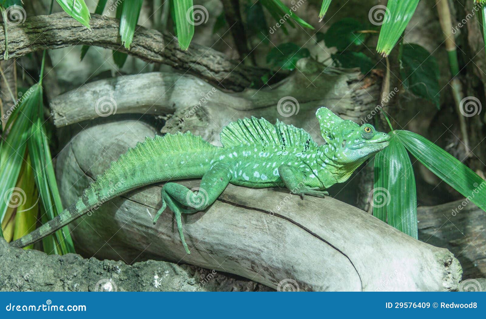 Green Basilisk Lizard stock image. Image of tropical - 29576409