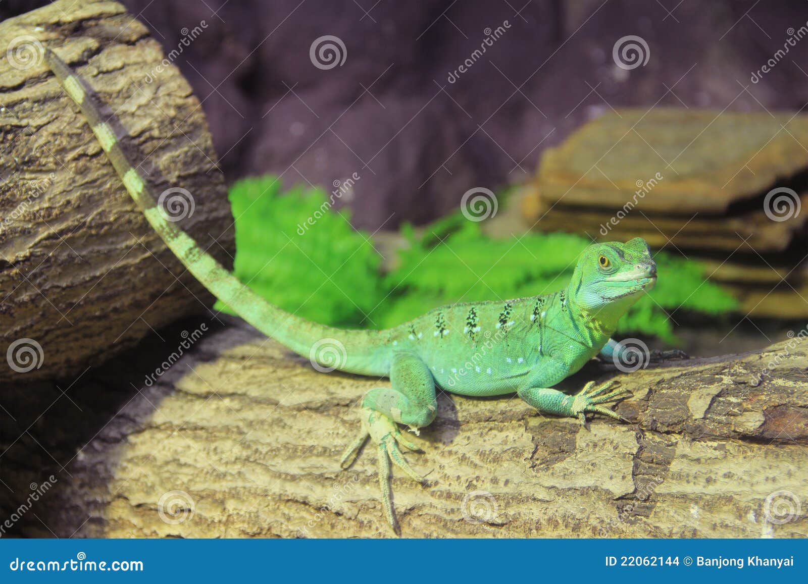 Green Basilisk Lizard (Basiliscus Plumifrons) Stock Photo - Image of ...