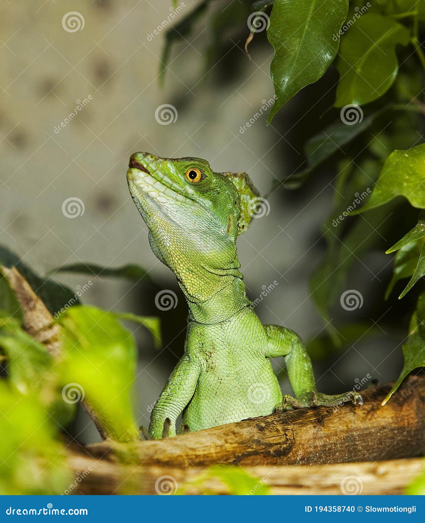 GREEN BASILISK LIZARD or DOUBLE-CRESTED BASILISK LIZARD Basiliscus ...