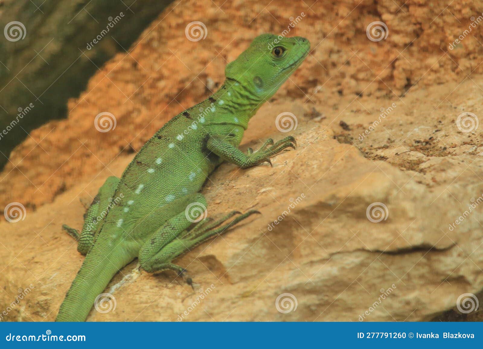 Green basilisk stock photo. Image of plumed, plumifrons - 277791260