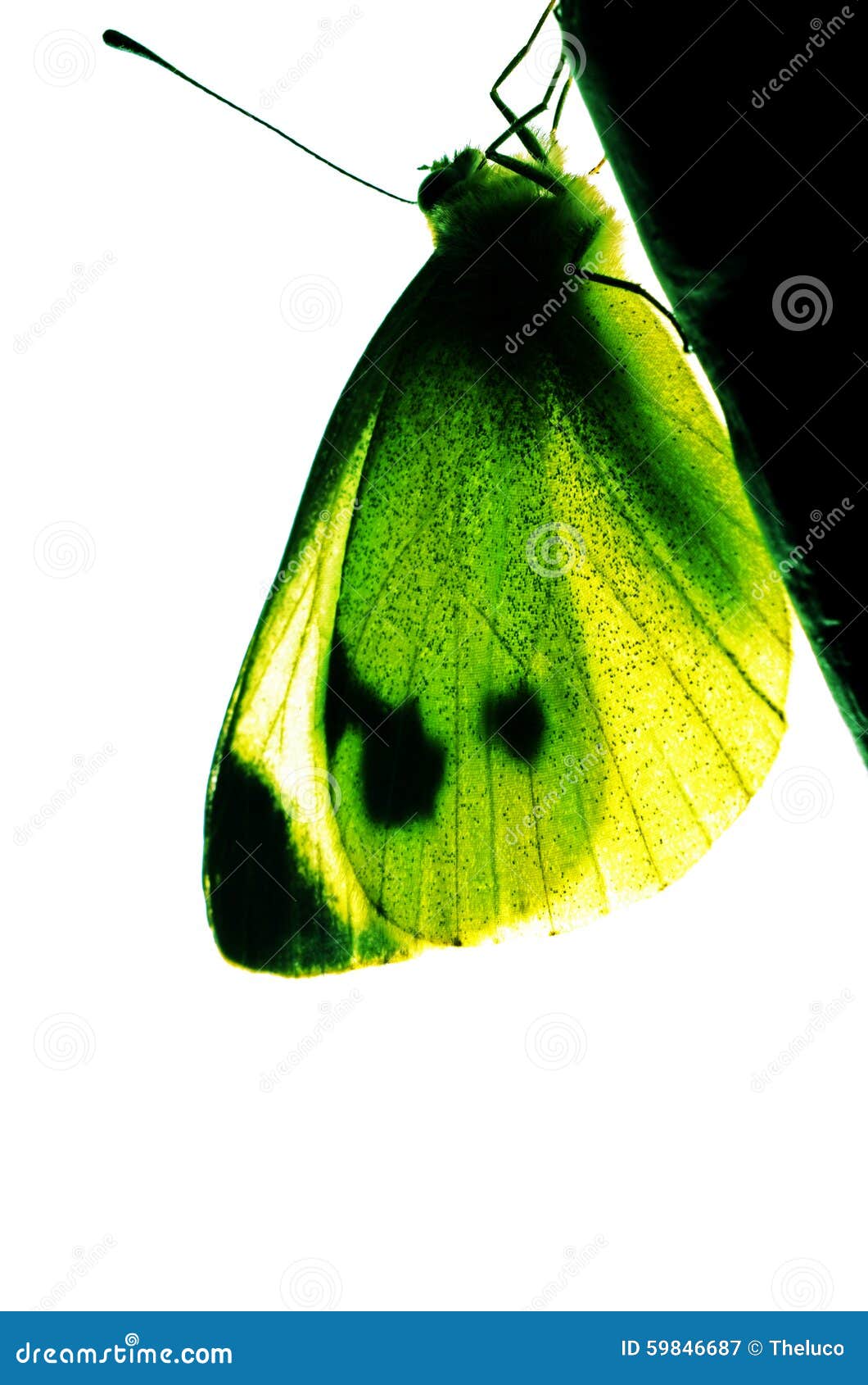 Green batterfly stock image. Image of batterfly, moth - 59846687